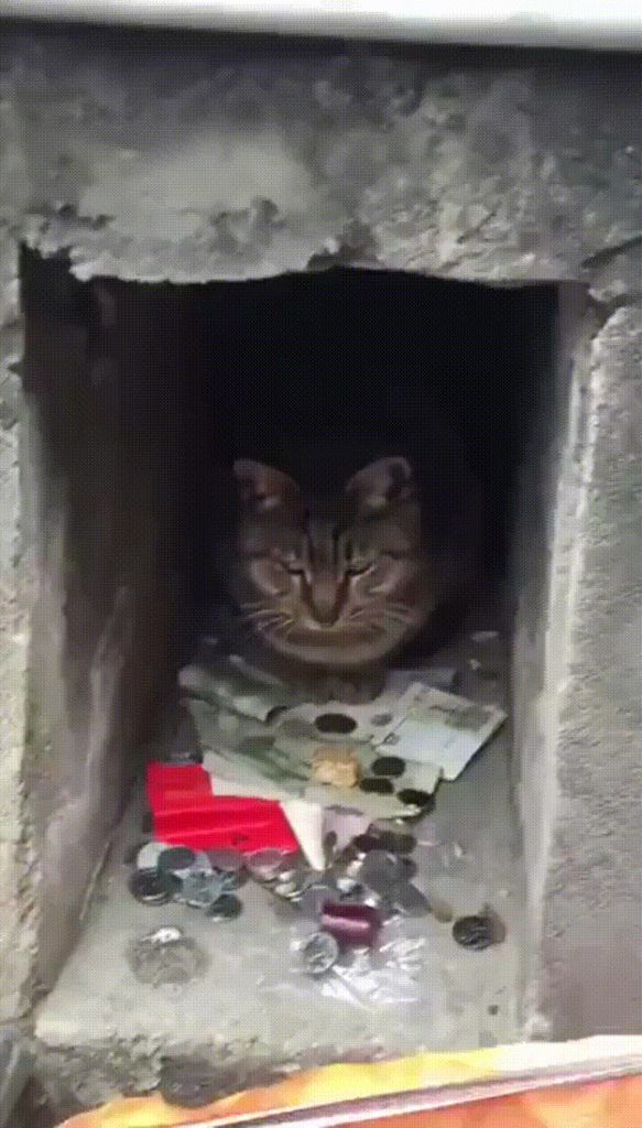 Don't touch my money peasant! (x-post /r/CatSlaps) | Scrolller