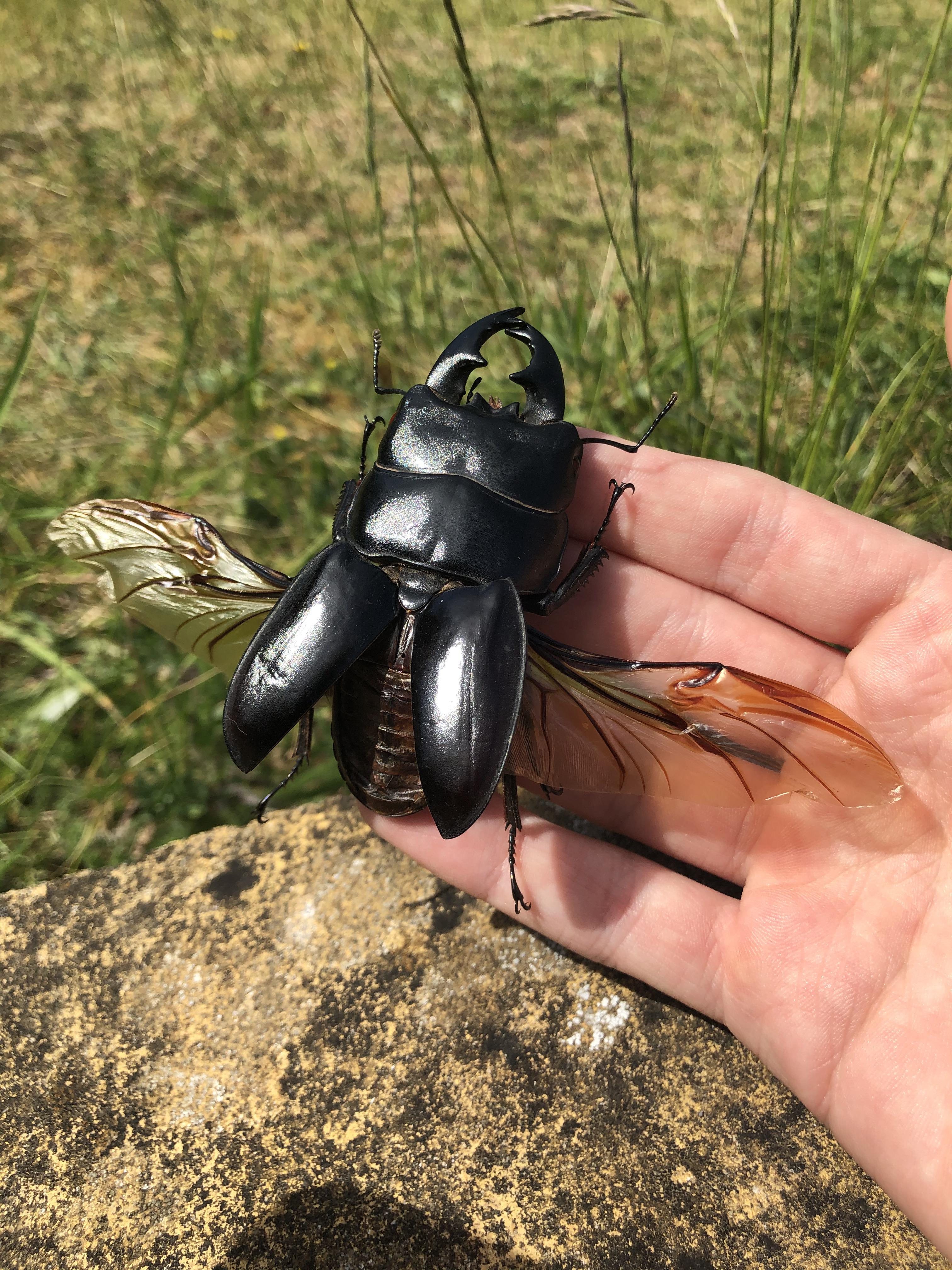 Dorcus alcides - a hefty Indonesian stag beetle! | Scrolller
