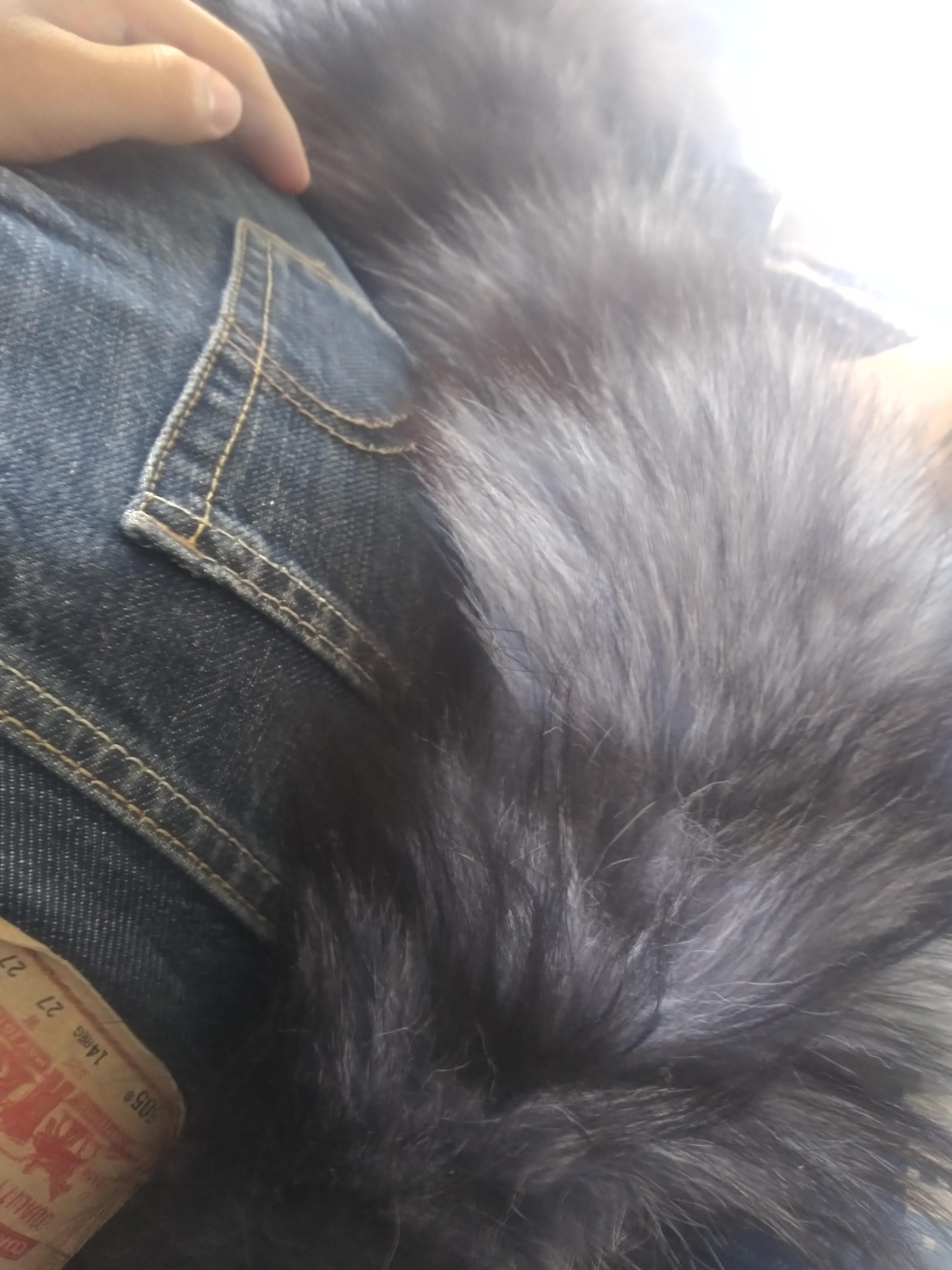 dose daddy want to stroke my tail | Scrolller