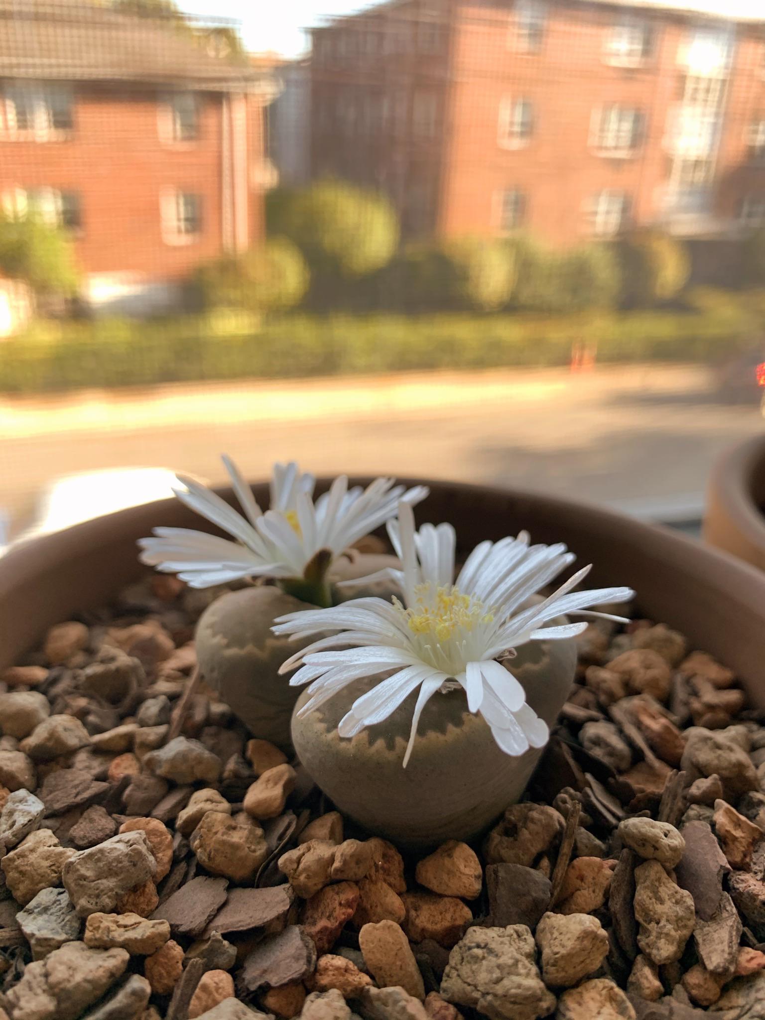 double bloom! for plants you barely touch they’re so beguiling to me. i can’t stop checking on ...