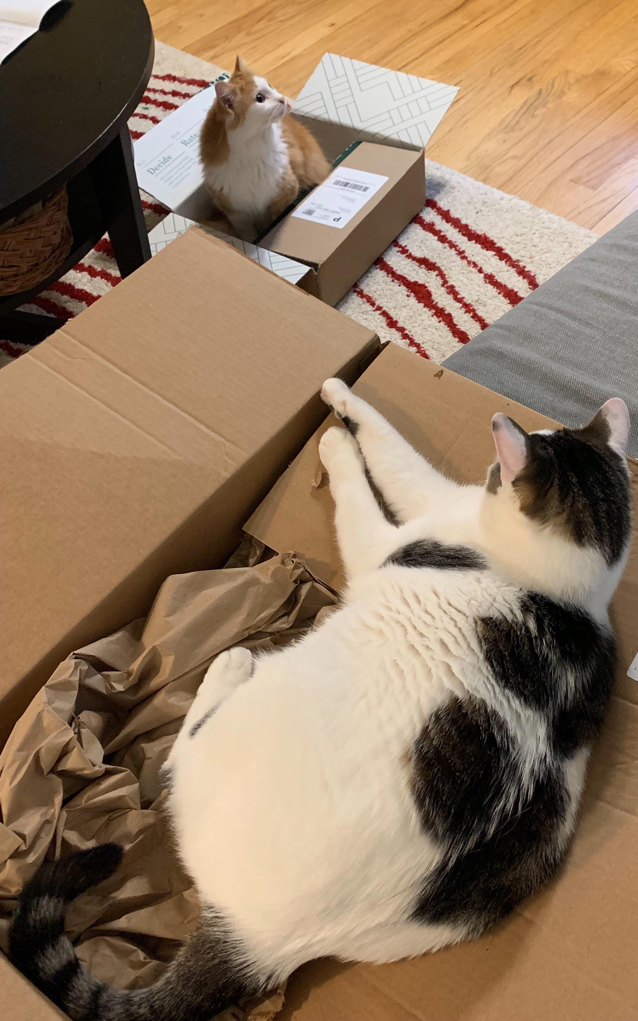 Double box cats | Scrolller