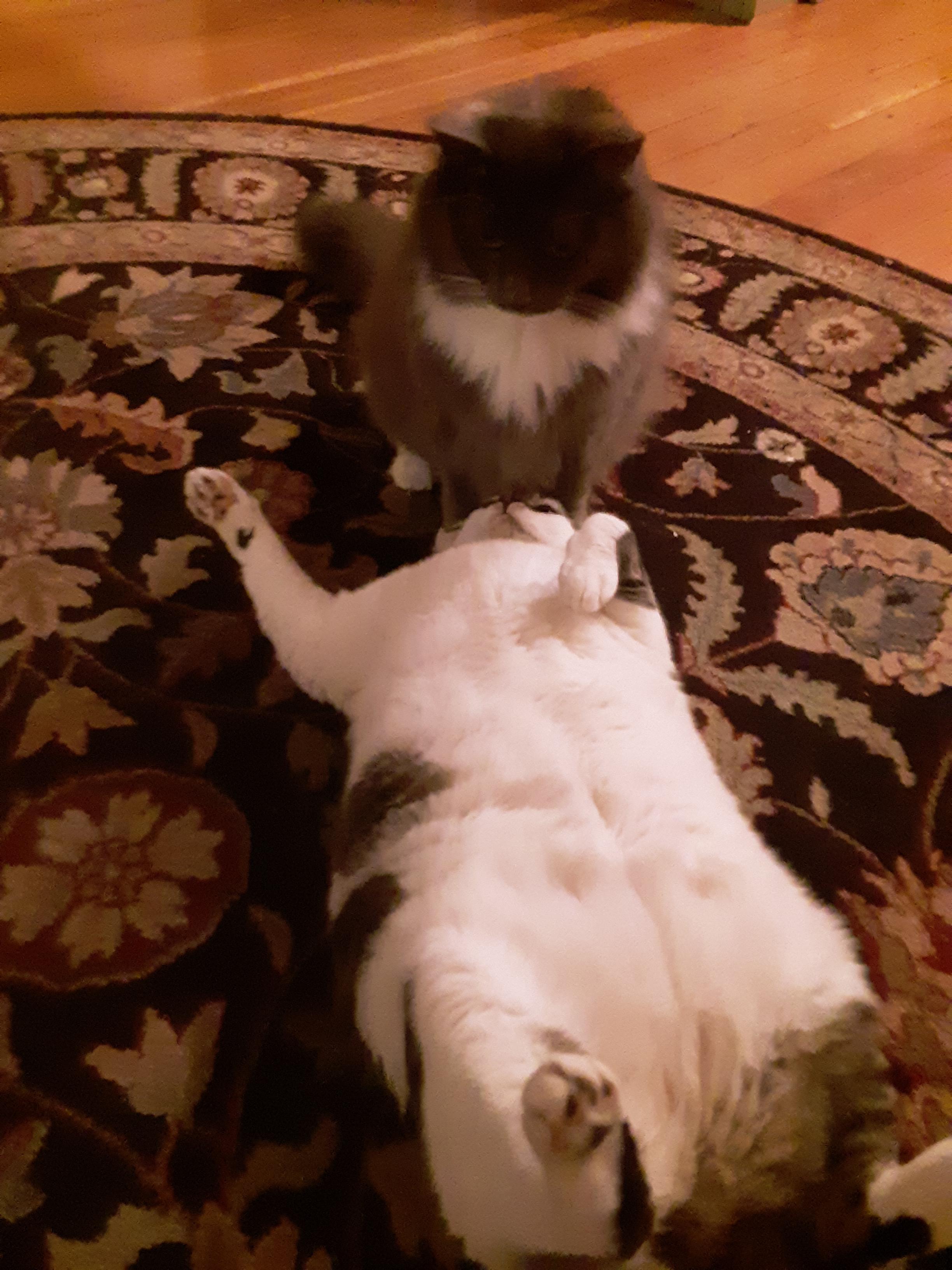 Double chonk fight! | Scrolller