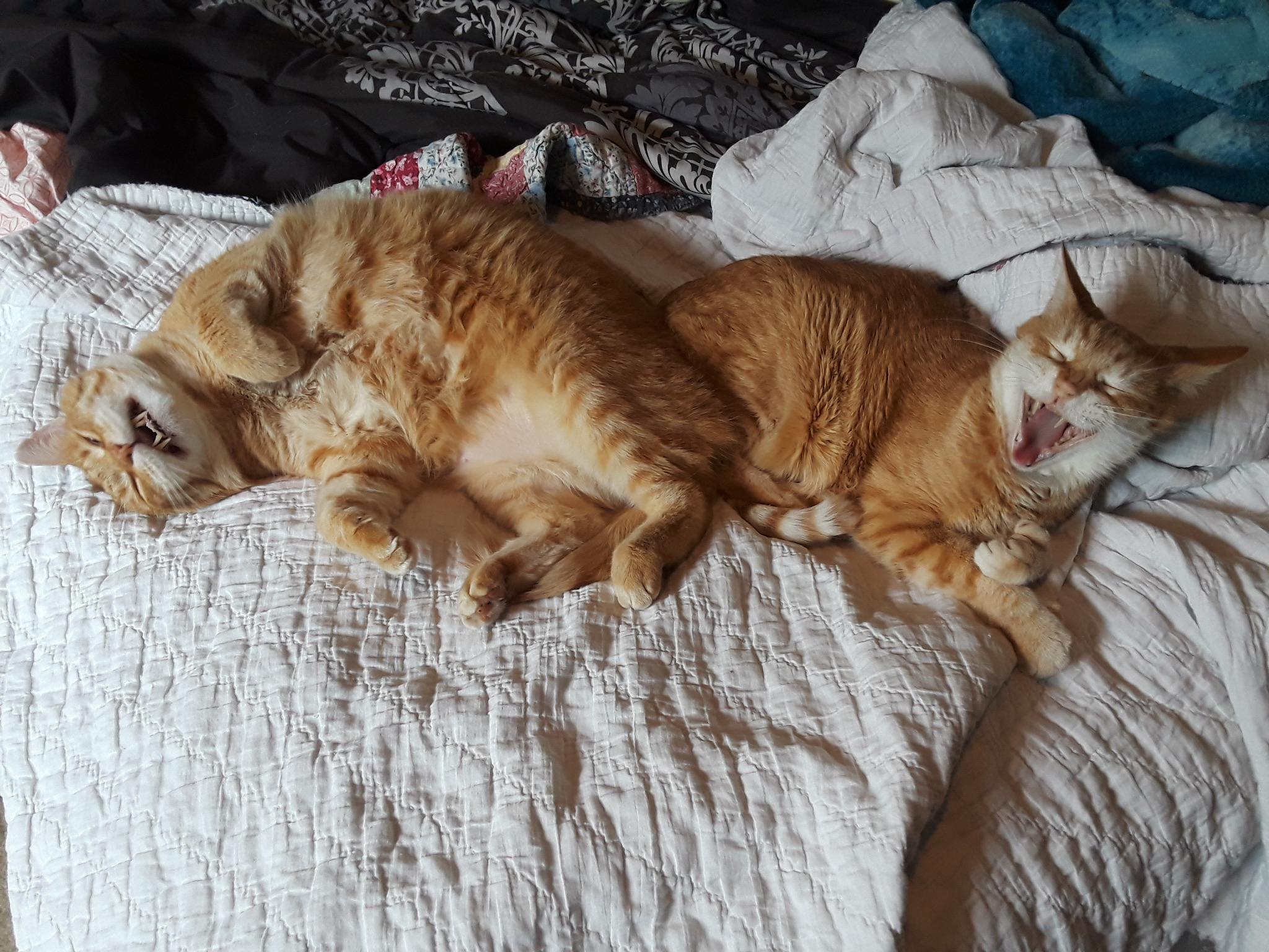 double ginger scrunge | Scrolller