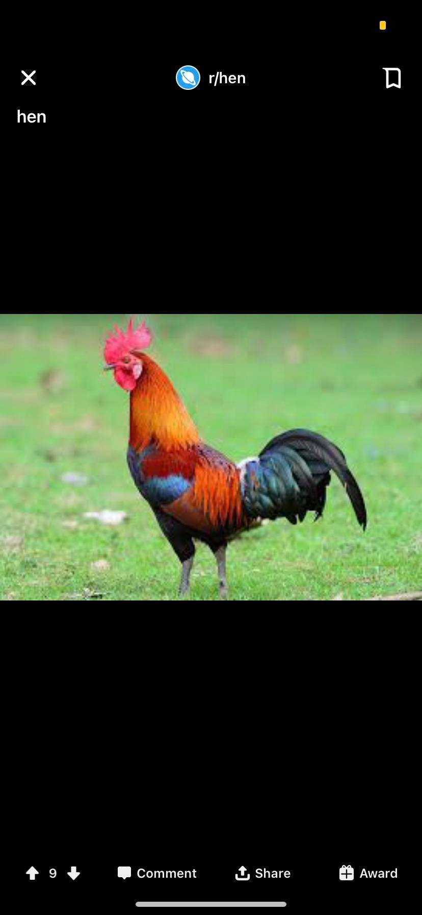 Double hen | Scrolller