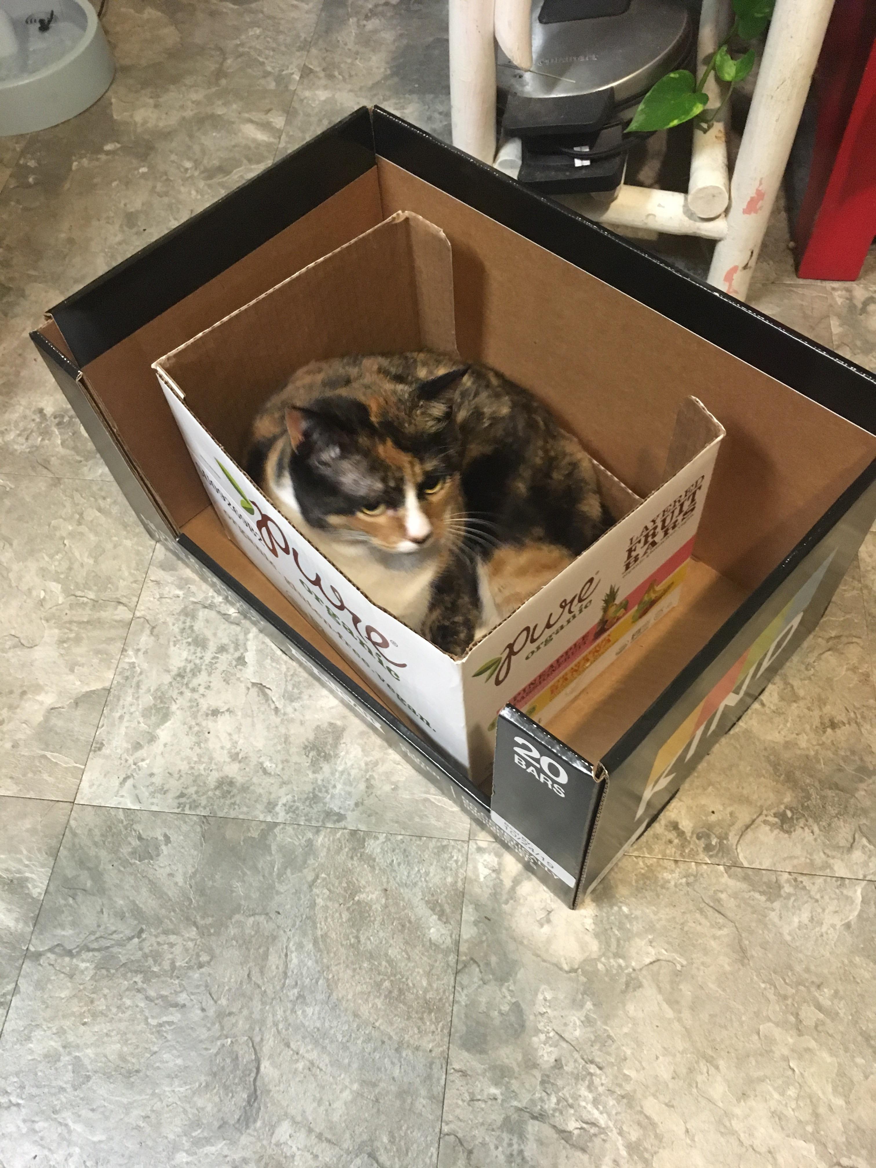Double Strength Cat Trap | Scrolller