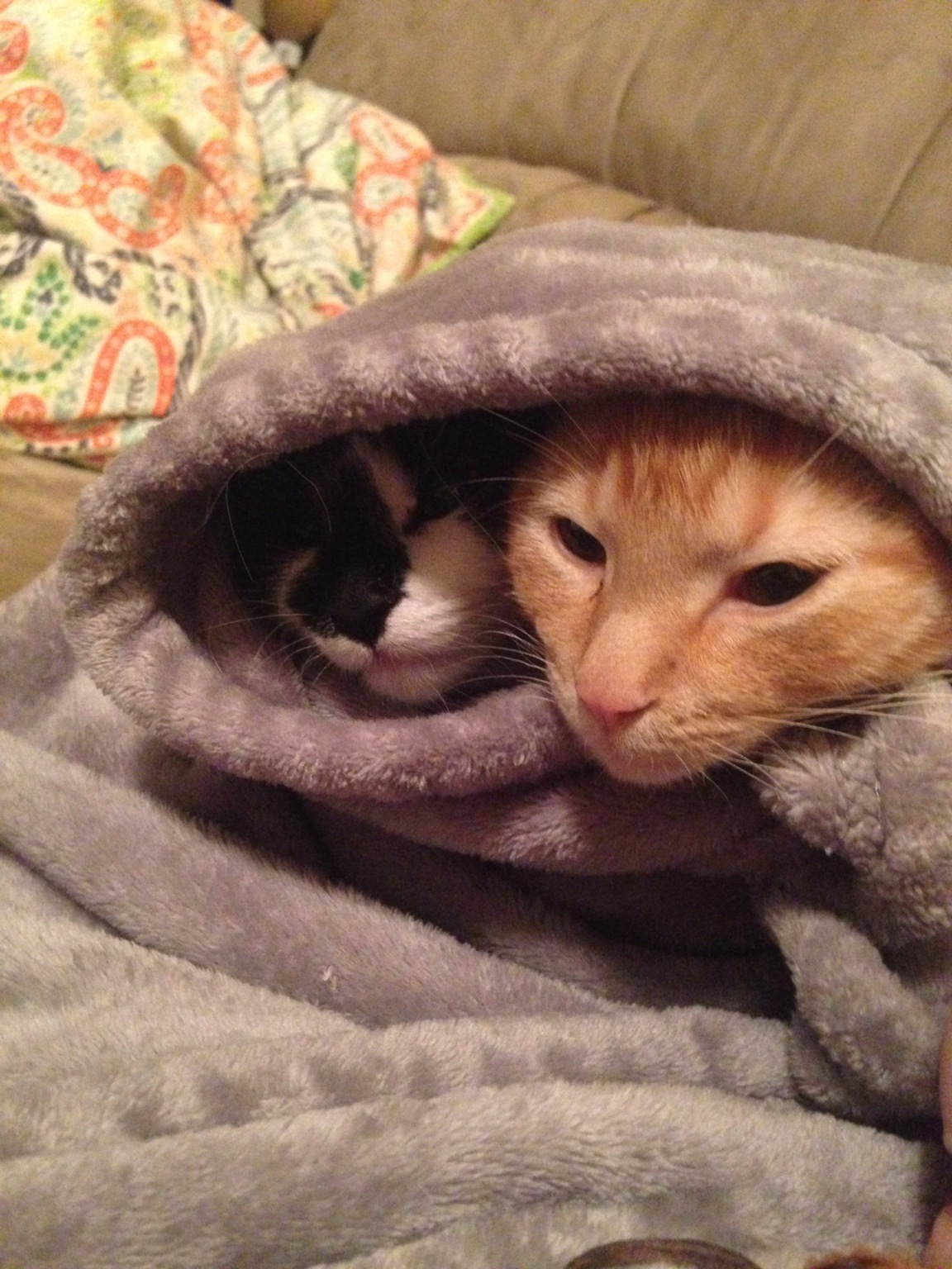 Double Stuffed | Scrolller