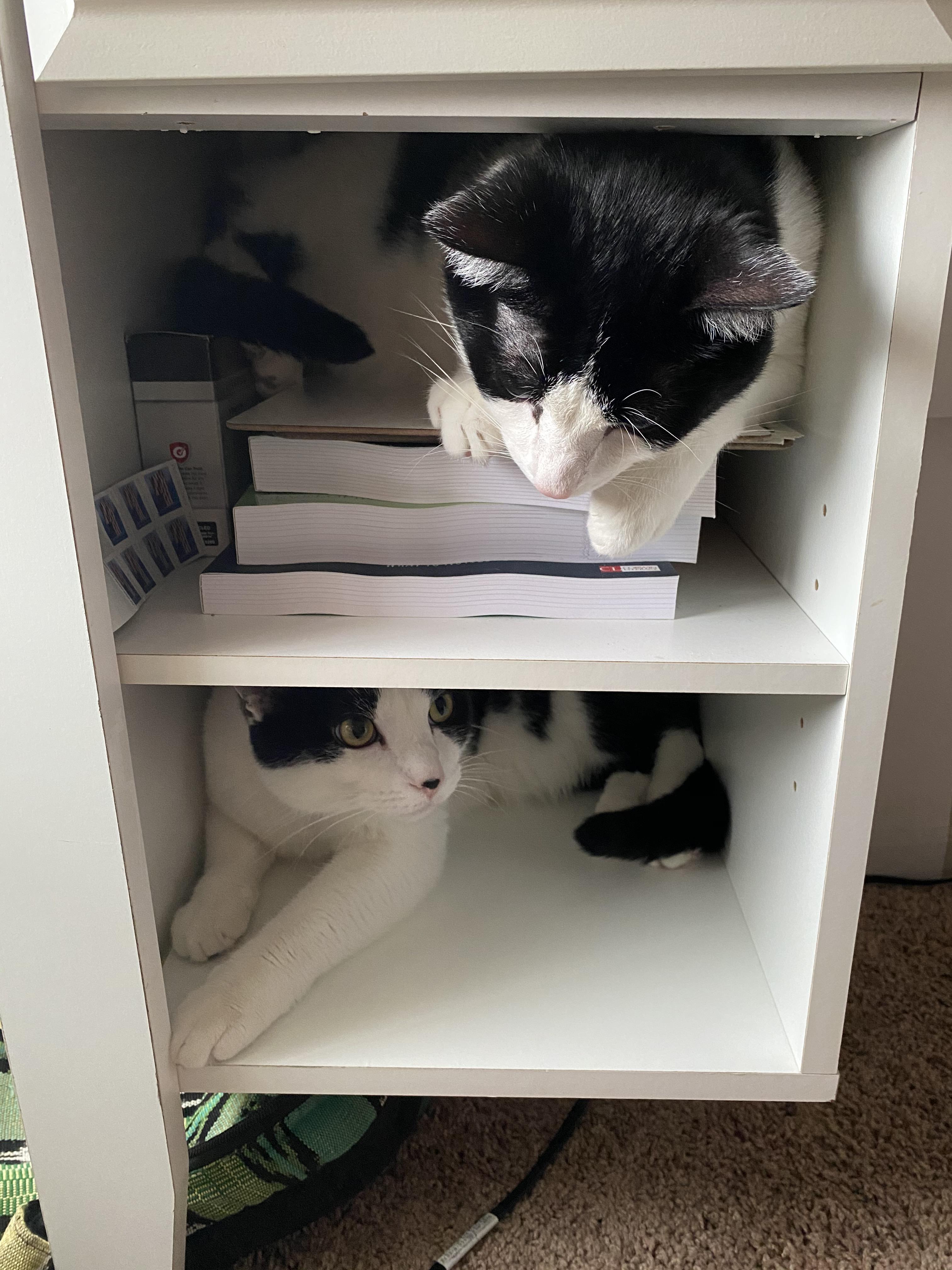 Double trap | Scrolller