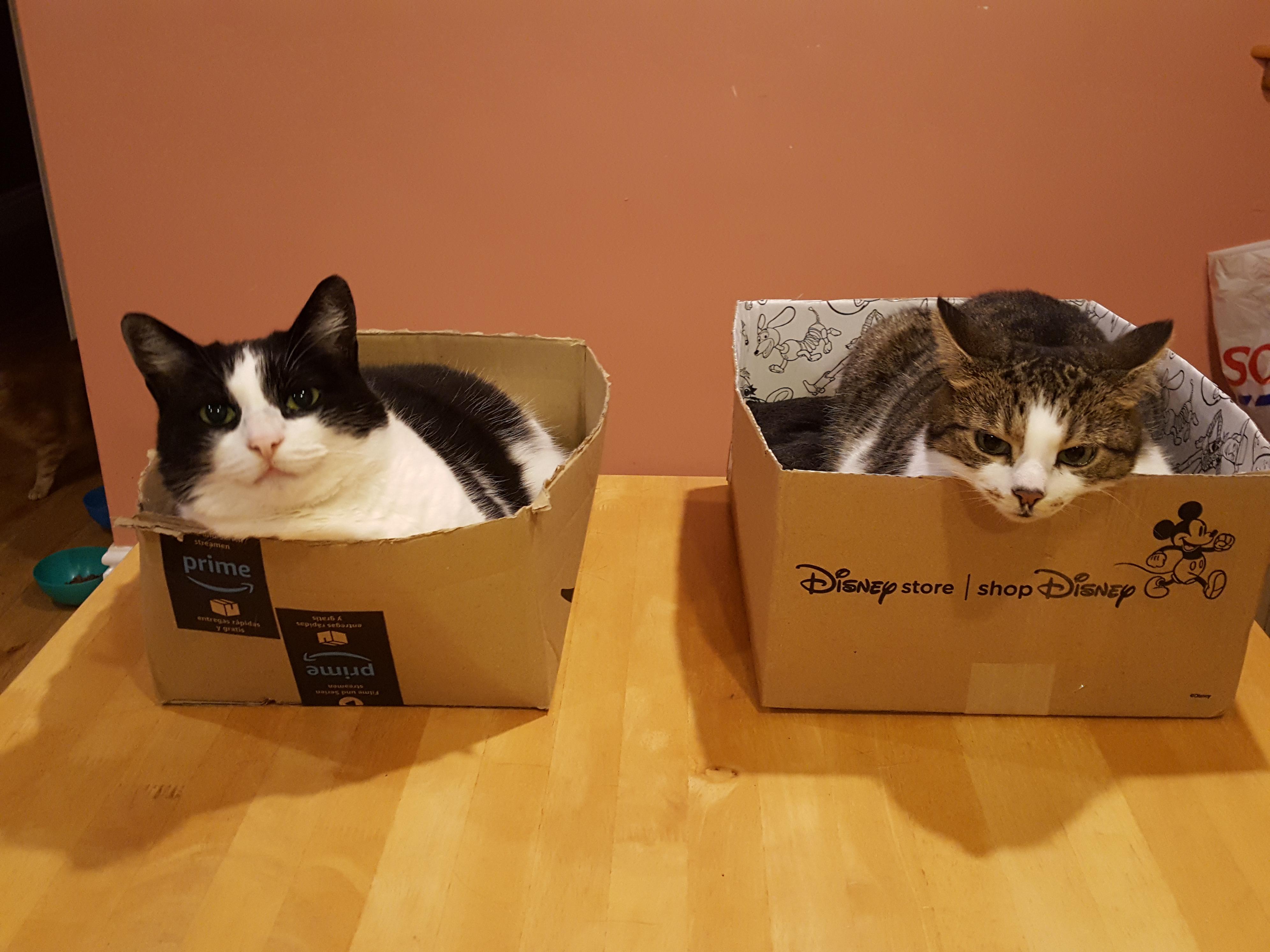 Double trap | Scrolller