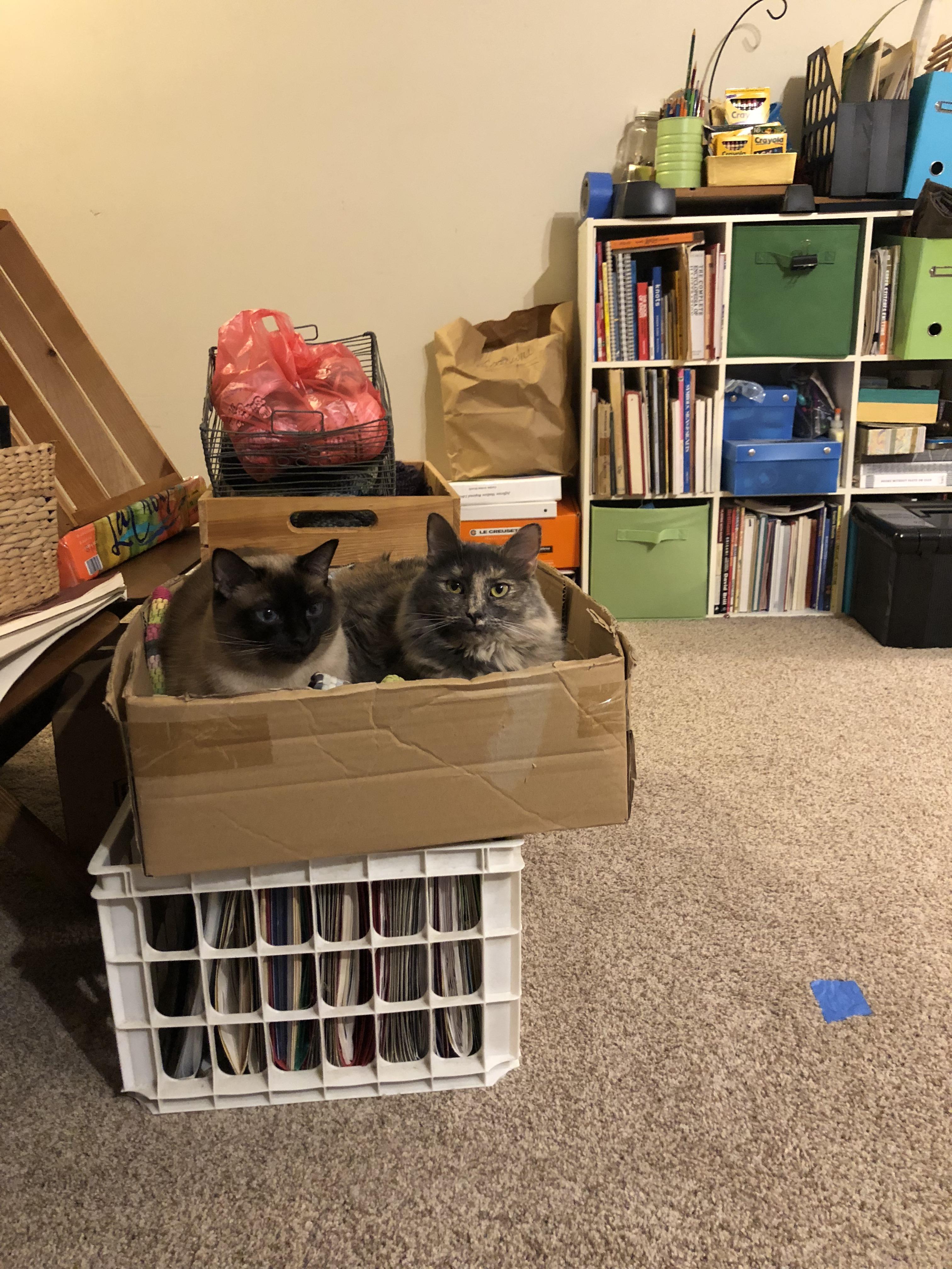 Double trap | Scrolller