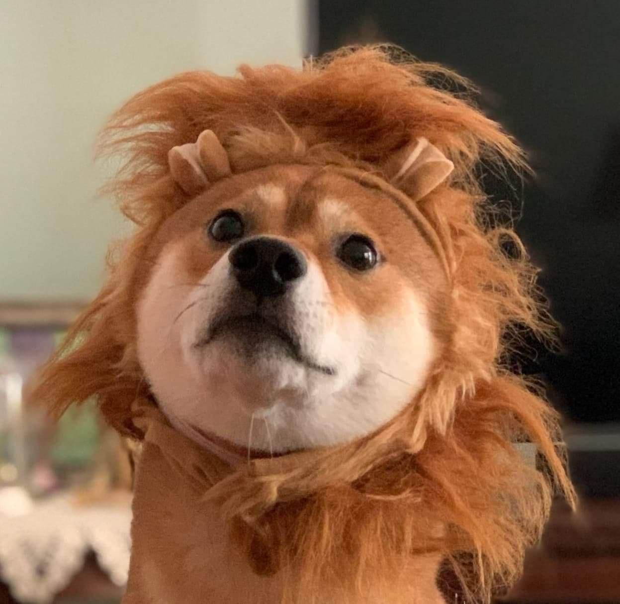 Douglas wants to be lion | Scrolller