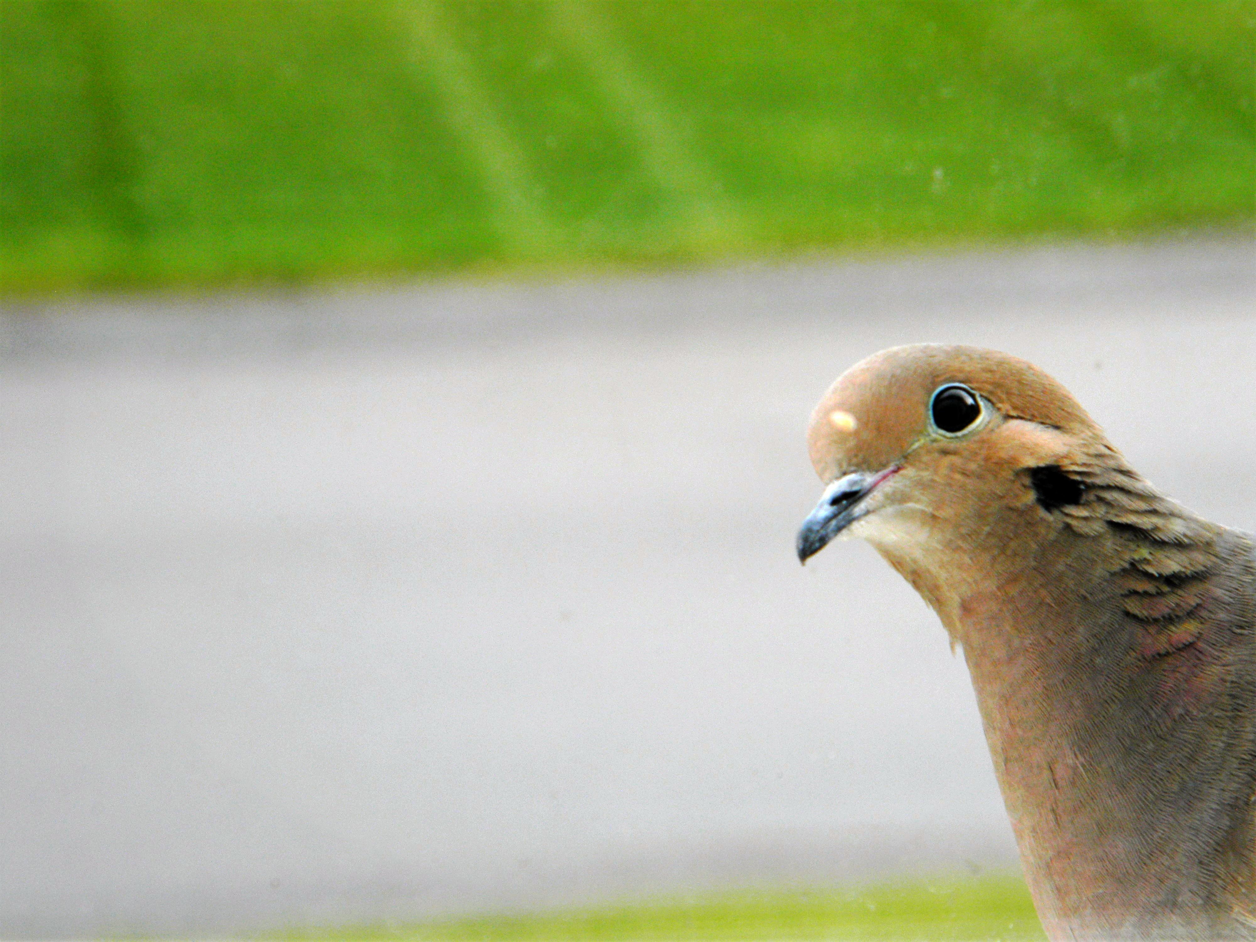 Dove checking in on me through the window | Scrolller