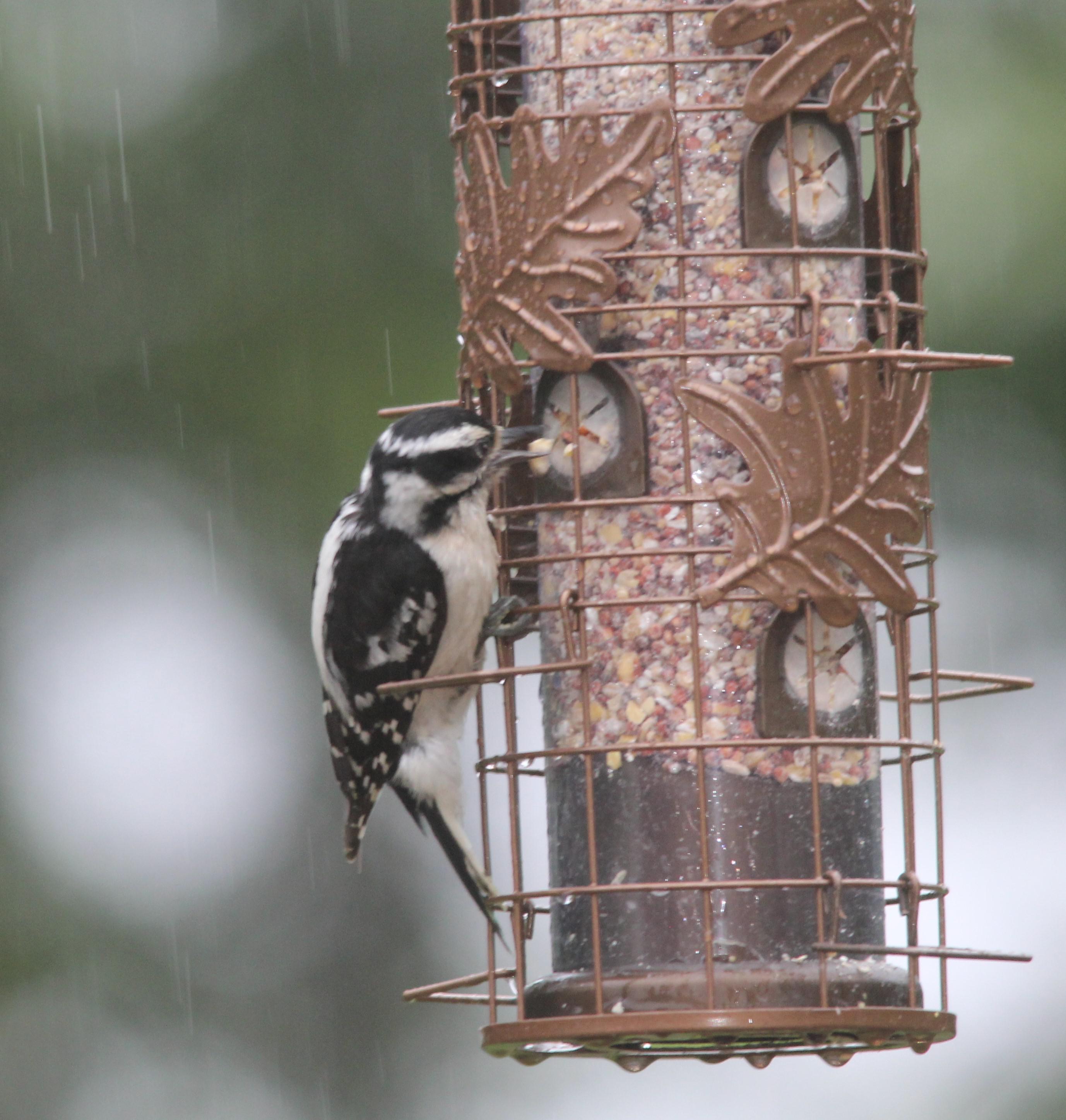 Downy woodpecker easting from birdfeeder in pouring rain | Scrolller