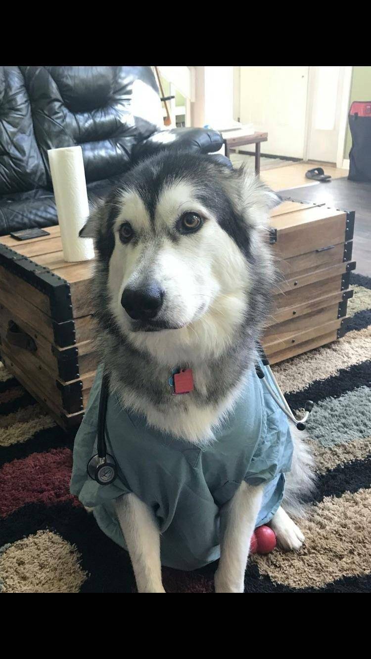 Dr. Toby | Scrolller