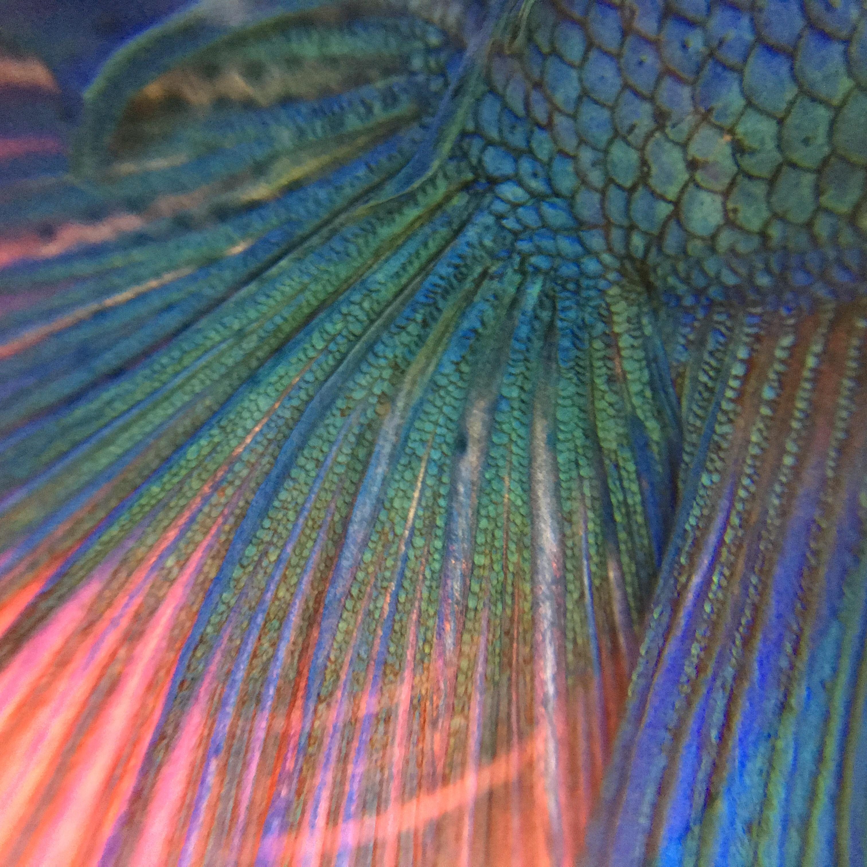 Dragon Scales | Scrolller