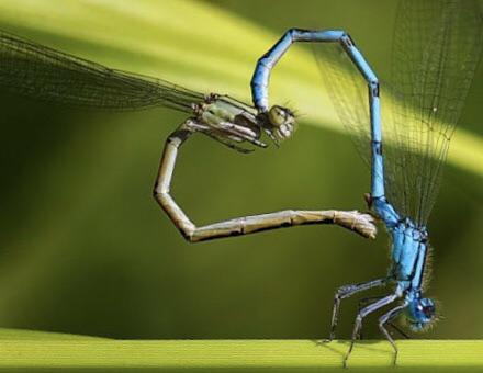 Dragonflies create a heart with their tails while mating | Scrolller