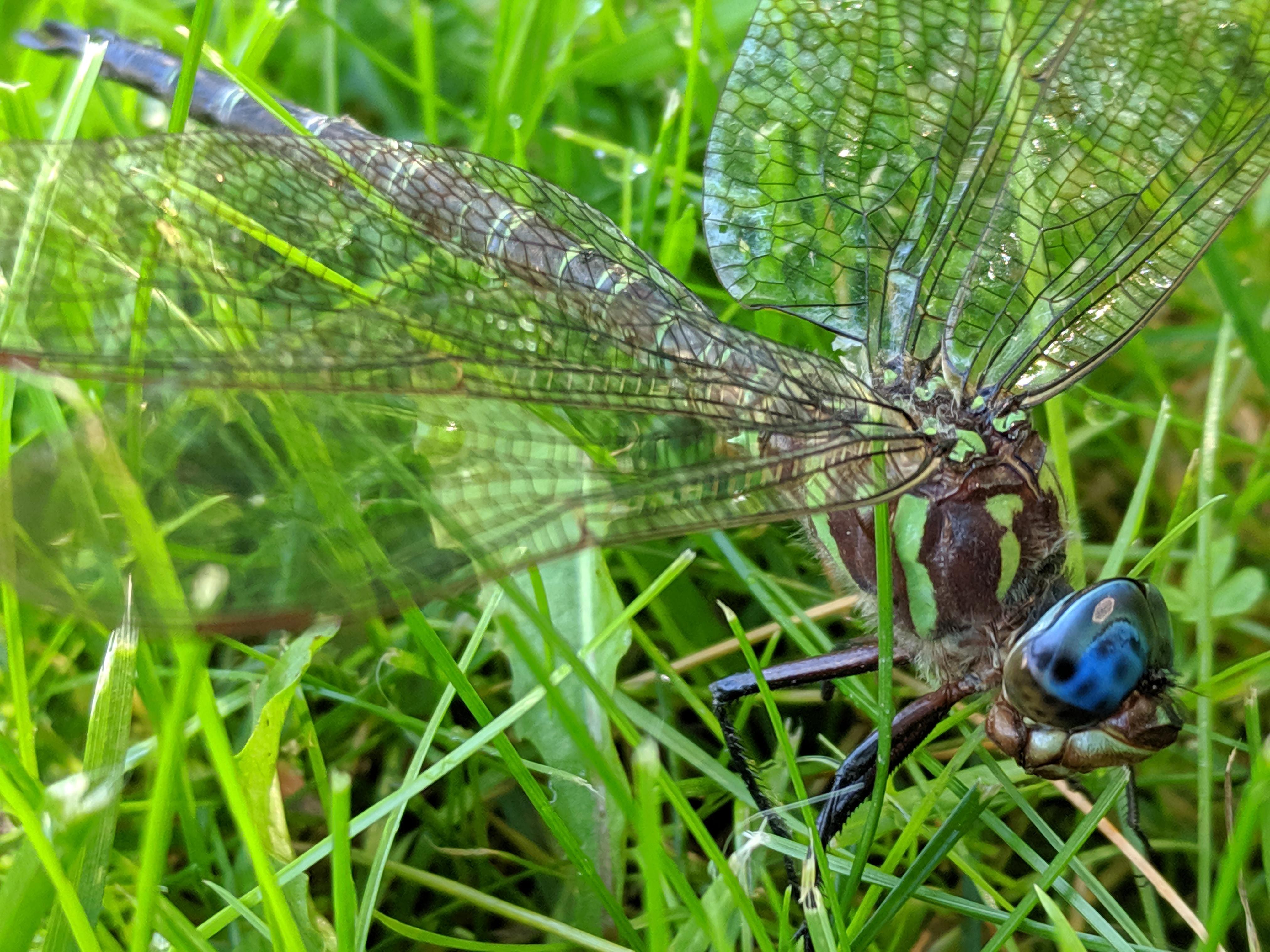 Dragonfly 🌀🐉 | Scrolller