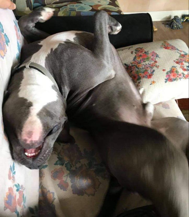 Drama King | Scrolller