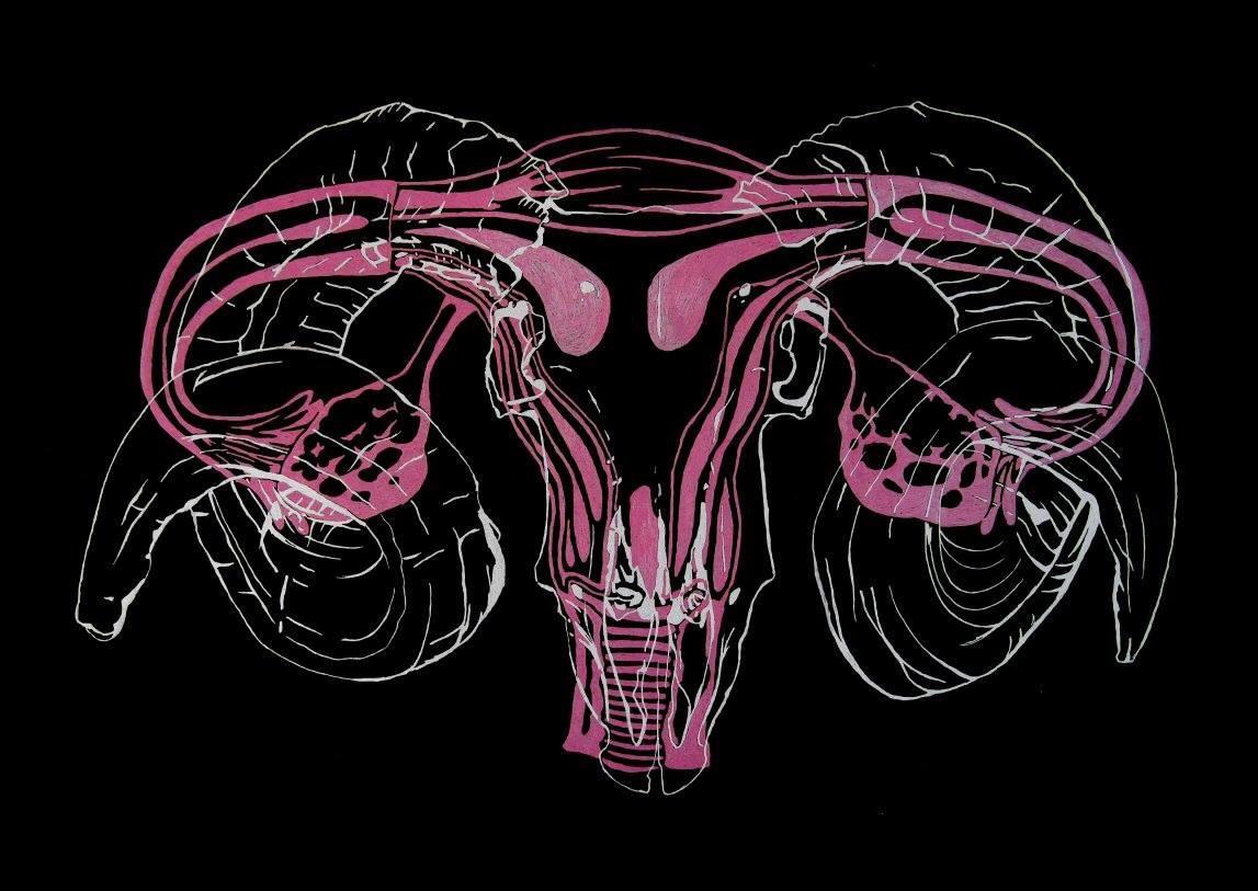 Drawing of a ram skull overlayed with an anatomical drawing that I made | Scrolller
