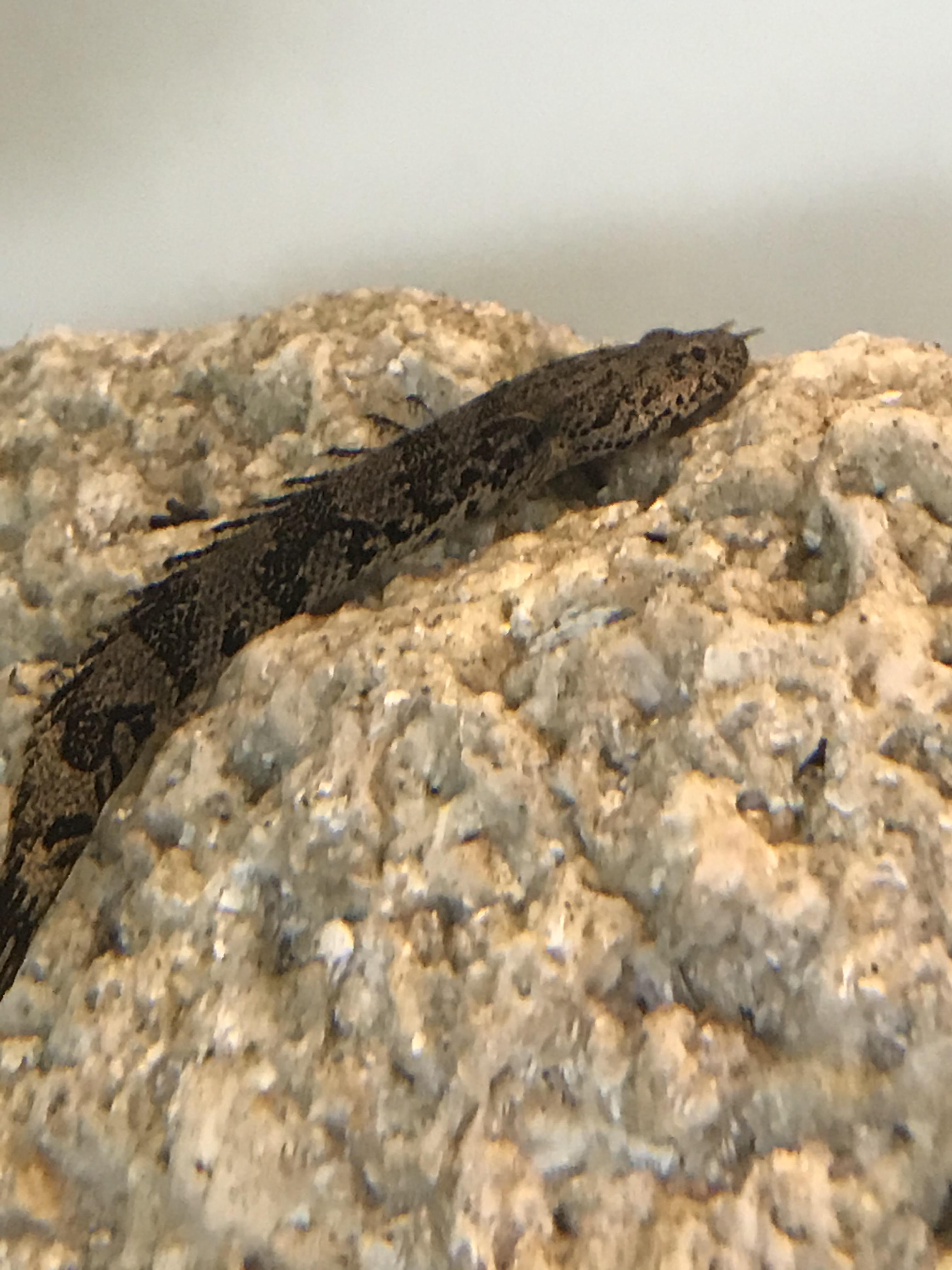 Dream Fish | Scrolller