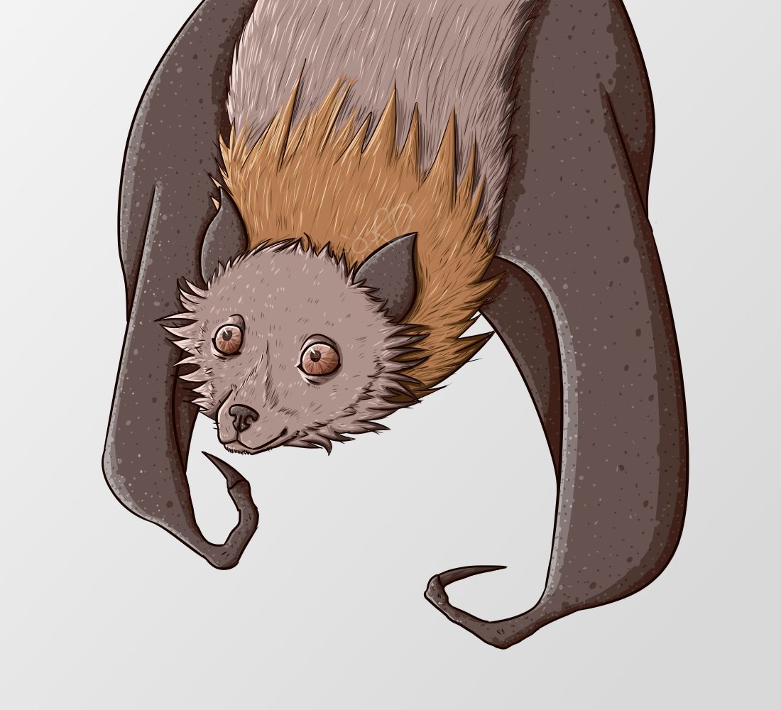Drew a little Fruit Bat! | Scrolller