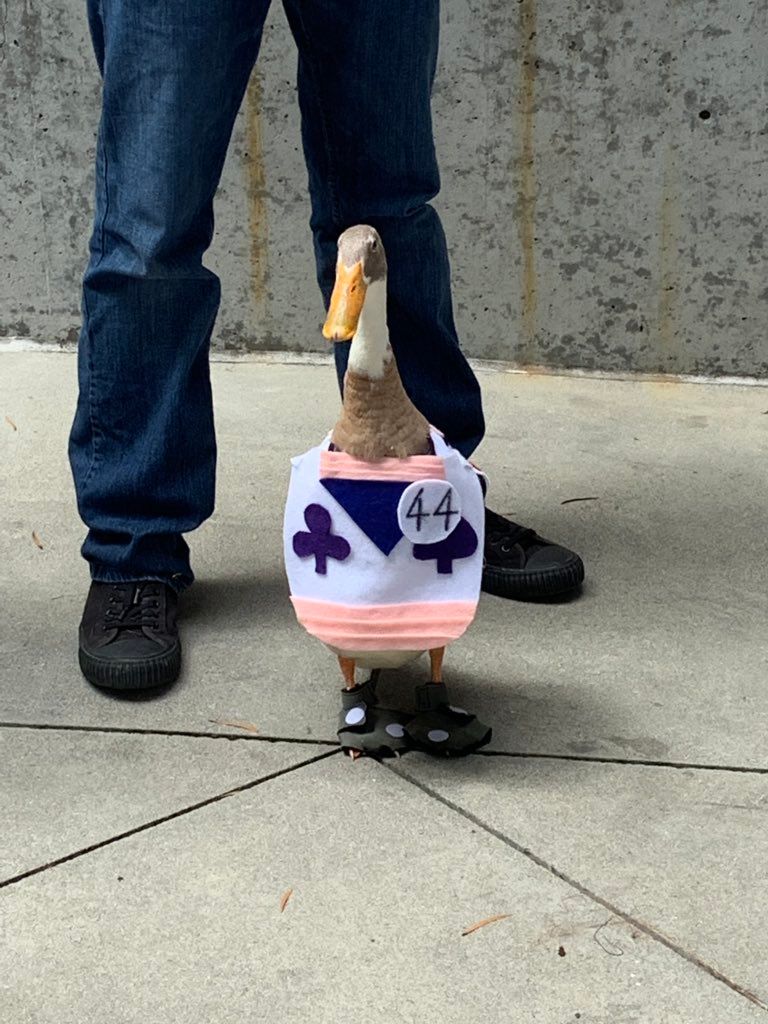 Duck hisoka Duck hisoka Duck hisoka | Scrolller