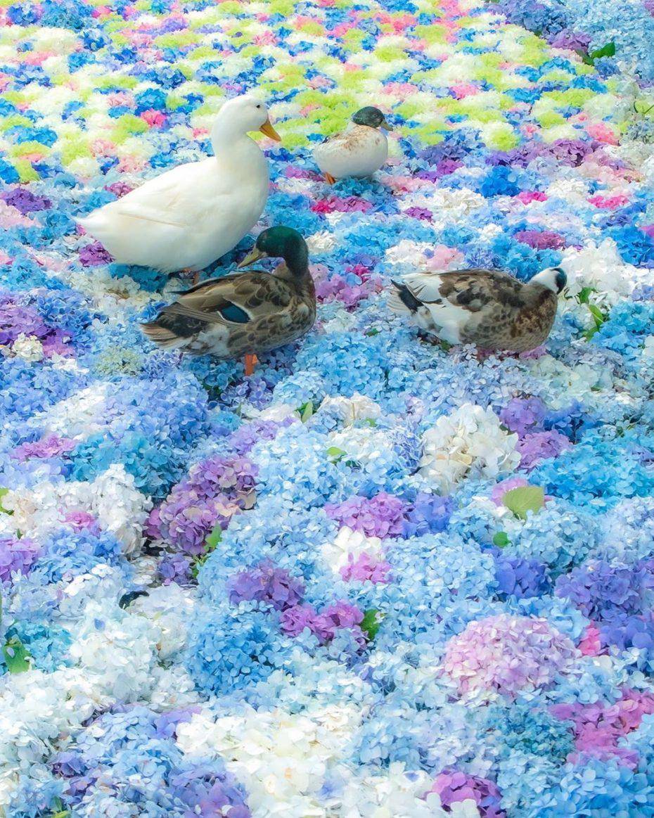 🔥 Ducks walking on Hydrangea petals, Japan | Scrolller