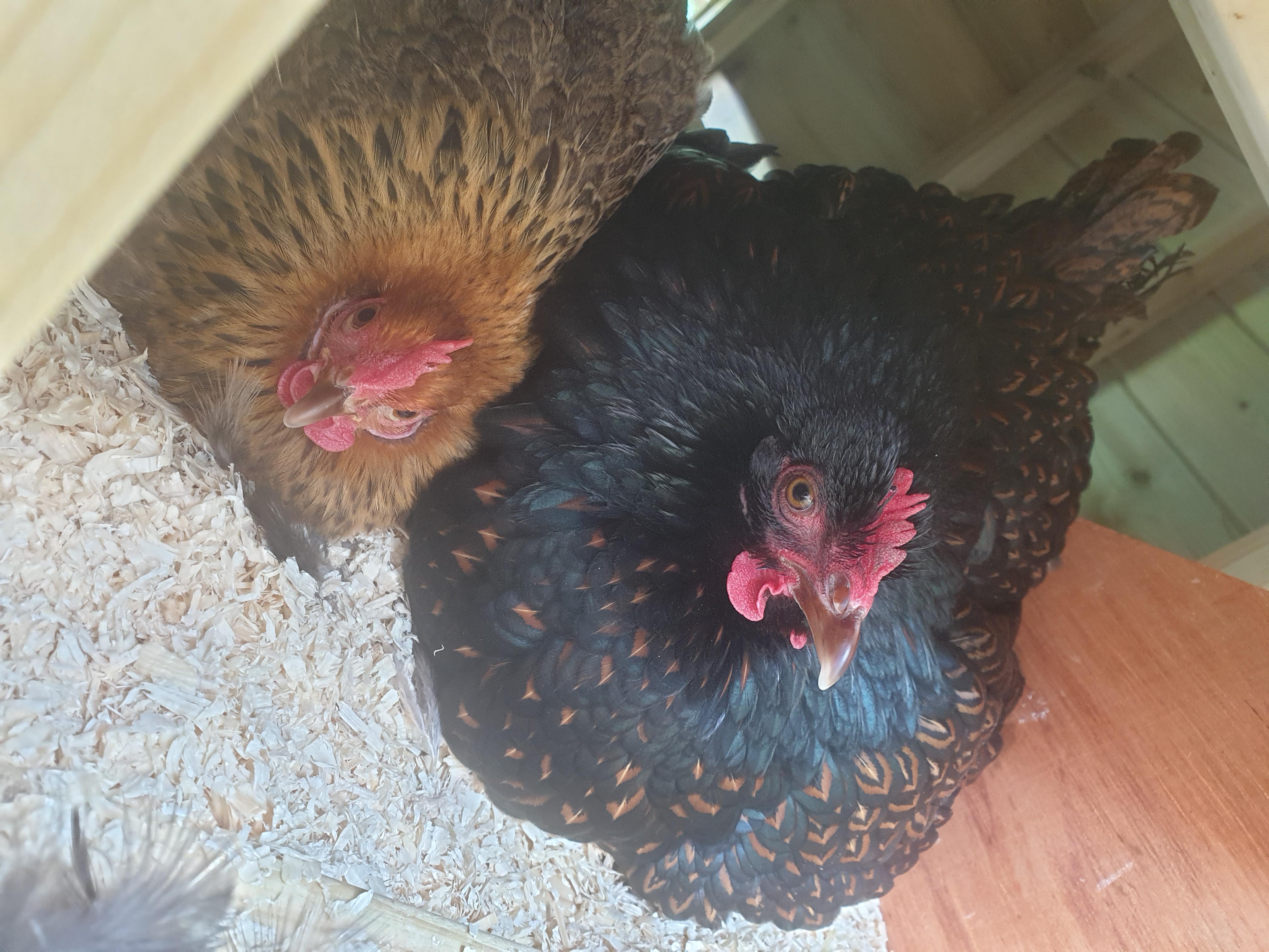 Dumpling and Claudia being broody | Scrolller