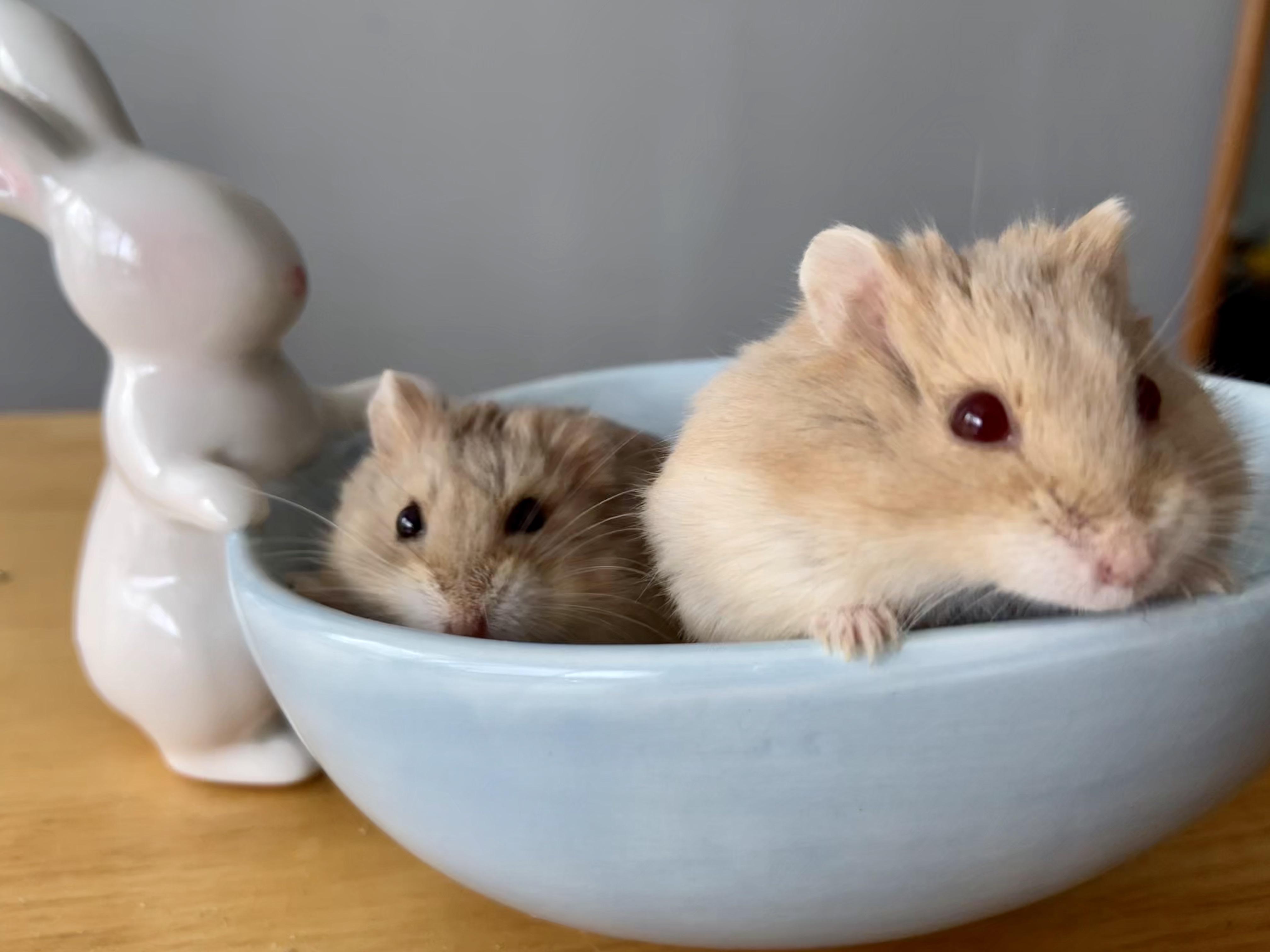 Dwarf hammy brothers are ready for Easter! (and they’re adoptable!) | Scrolller
