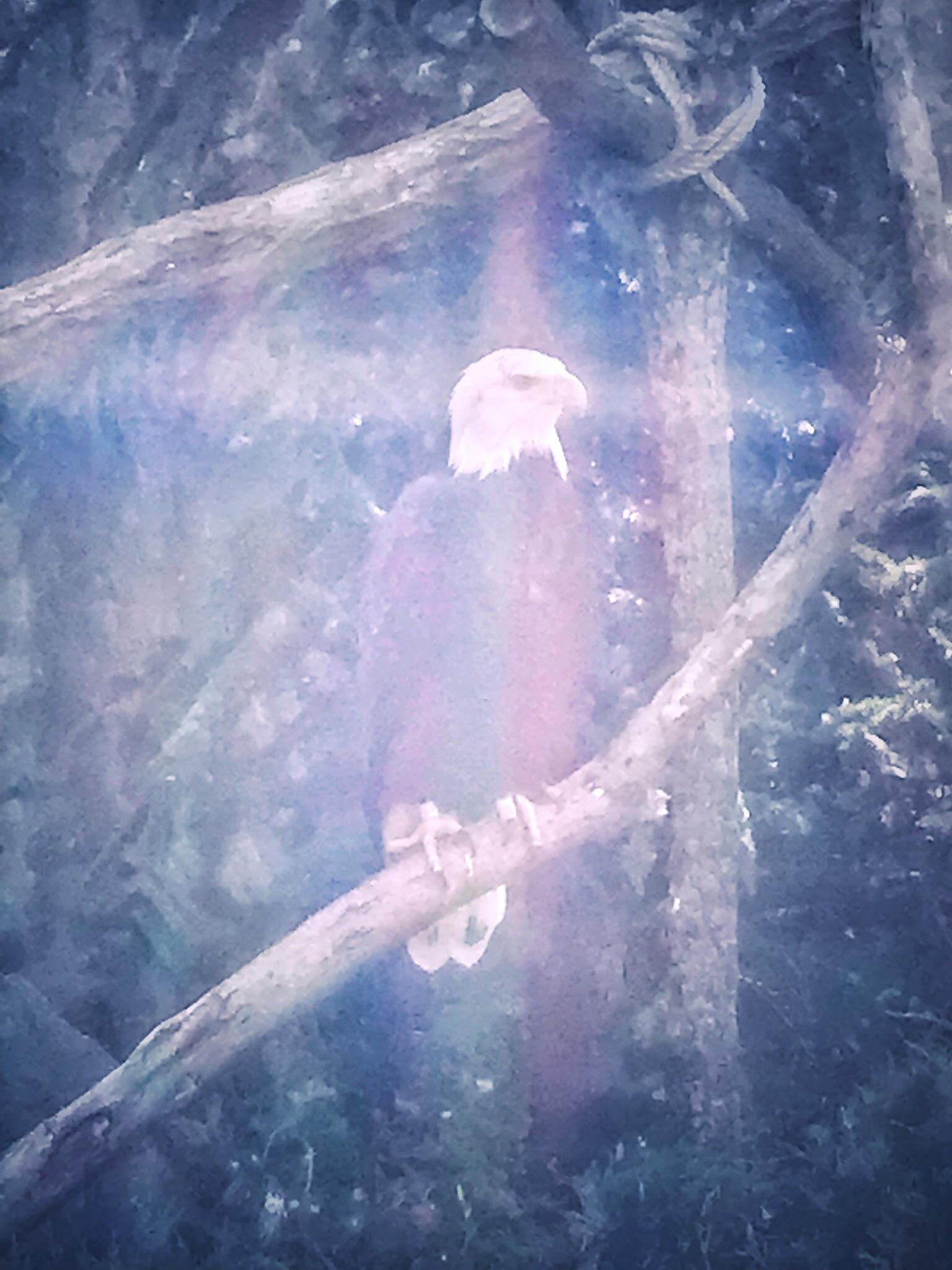 Eagle picture | Scrolller