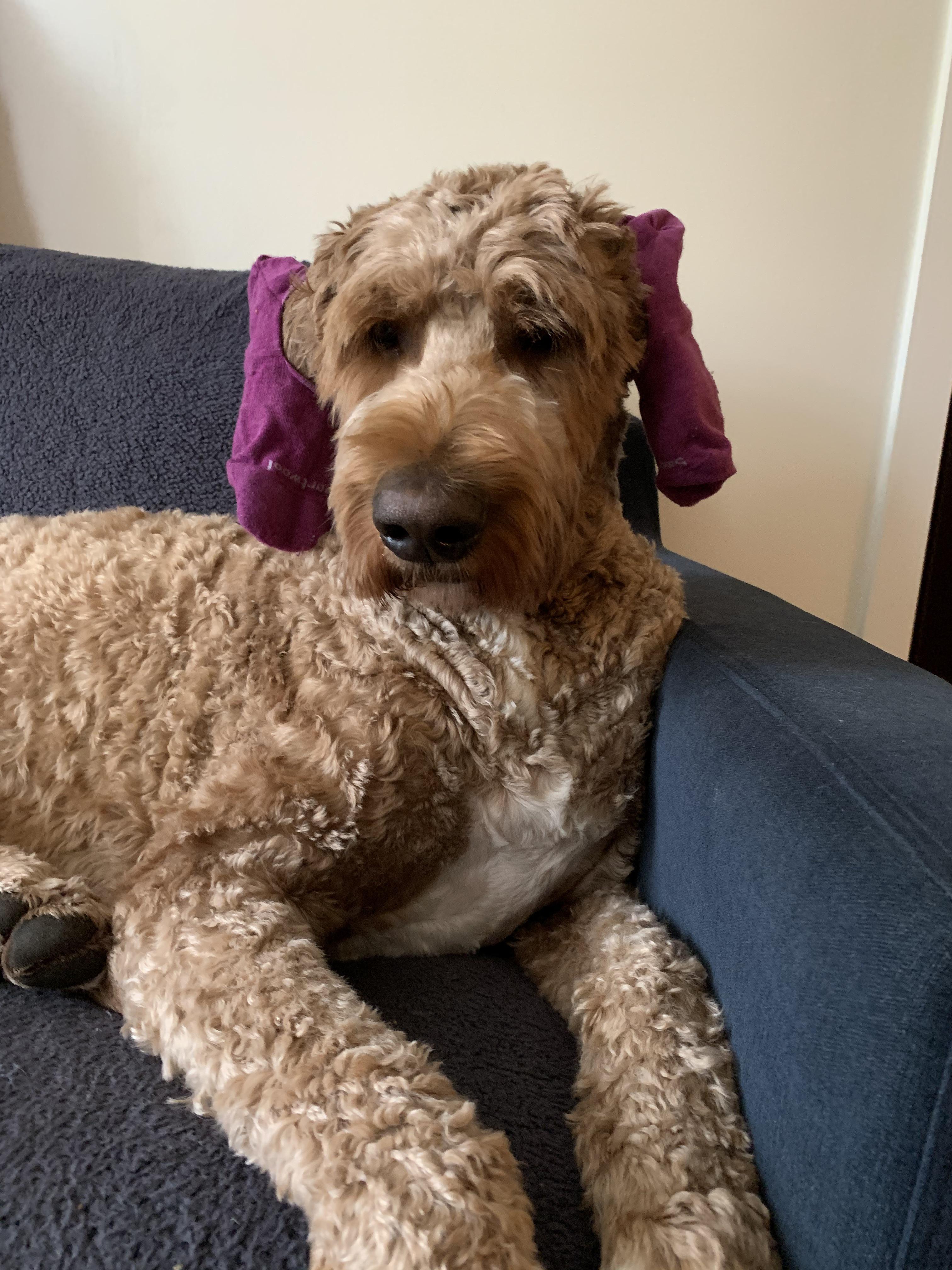 Ear Mutt or Ear Muffs? | Scrolller