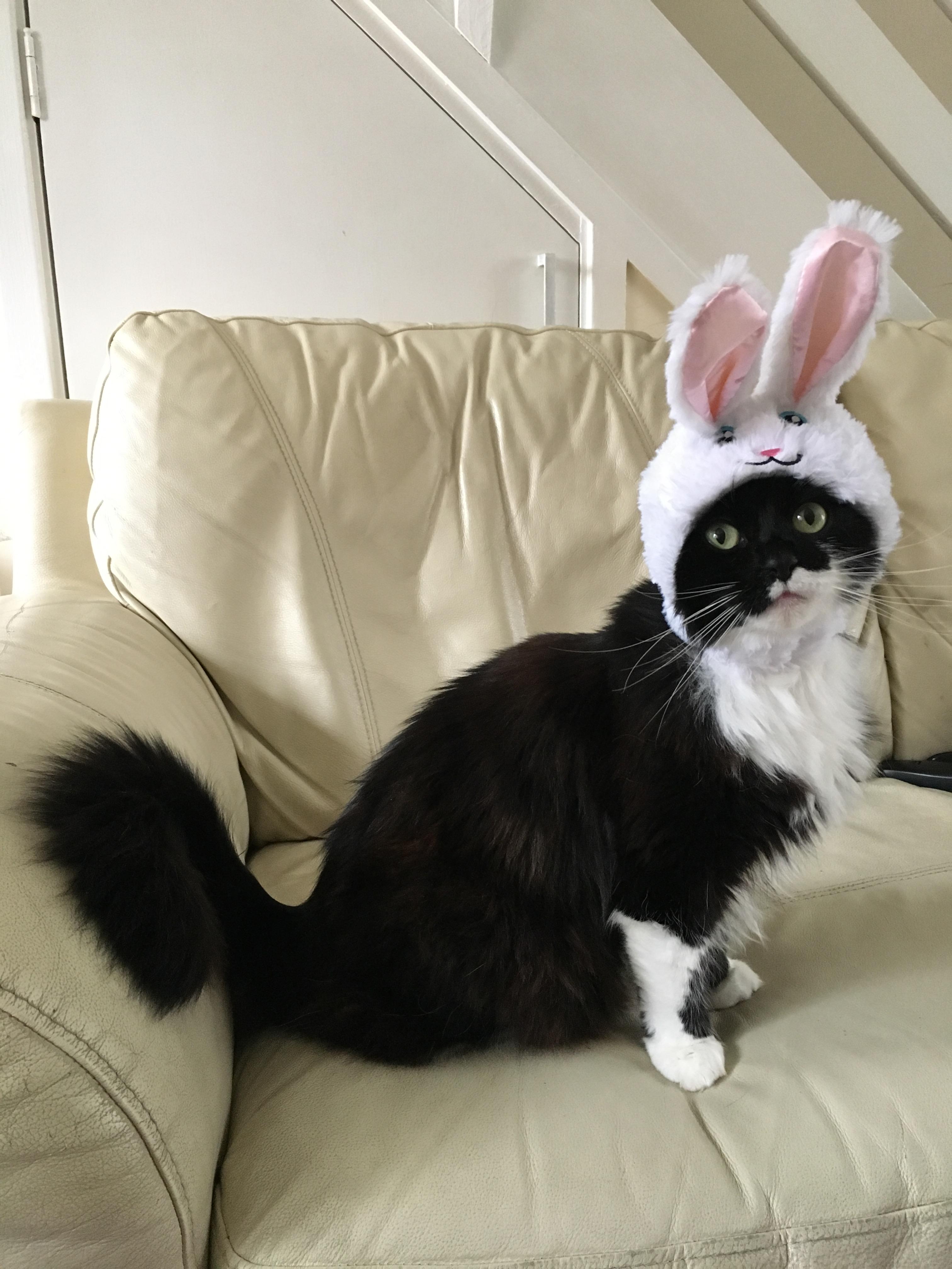 Easter Bunny | Scrolller