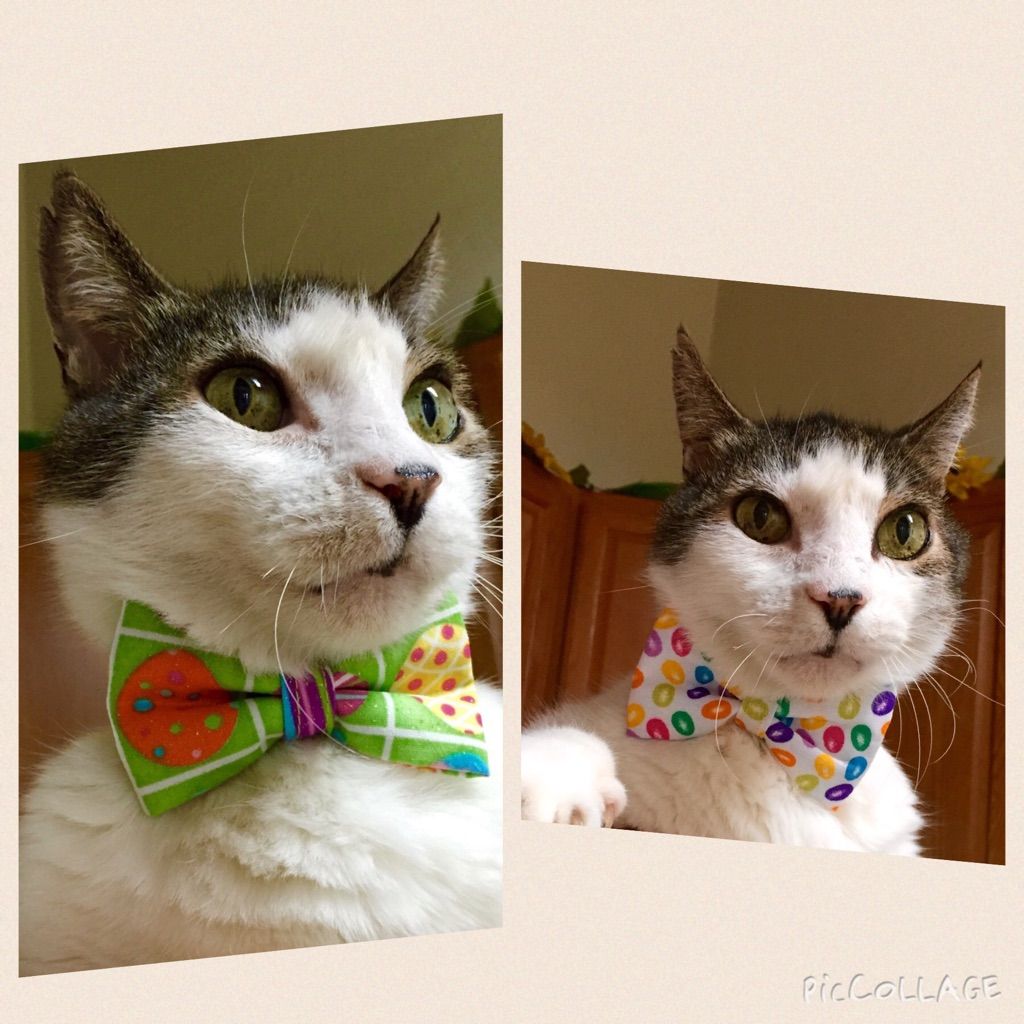 Easter is on its way and someone's ready! Almost. He's so indecisive ...