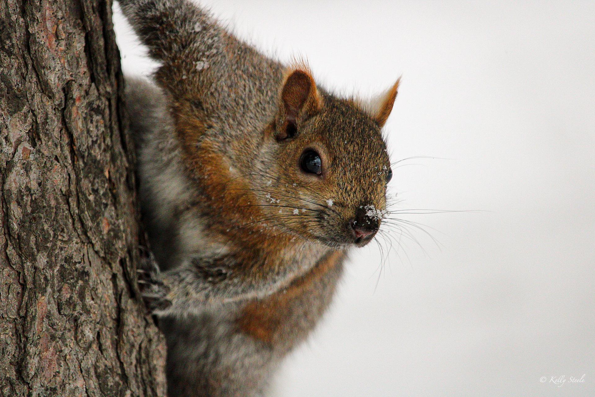 Eastern Grey Squirrel | Scrolller