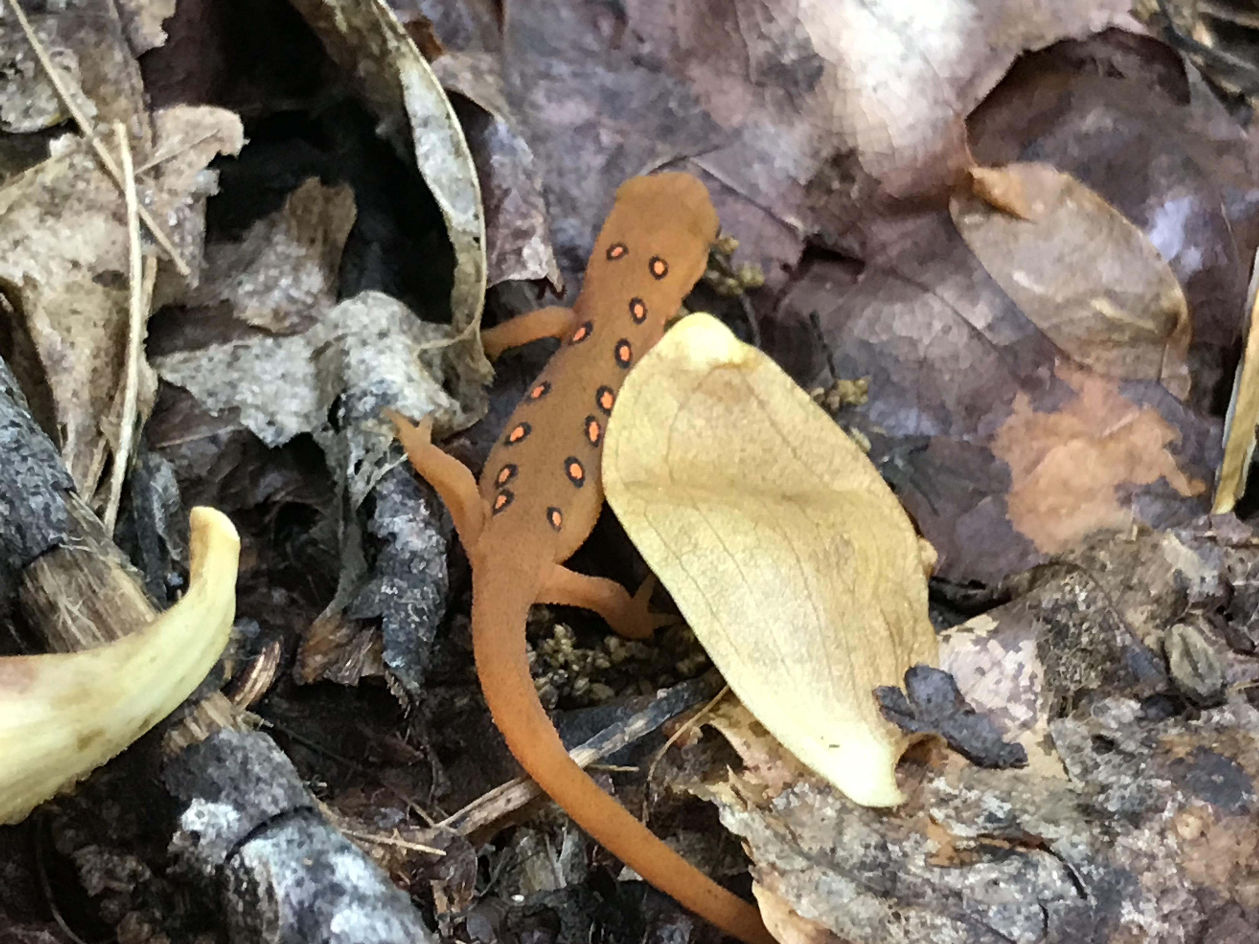 Eastern Newt on the East Coast. | Scrolller