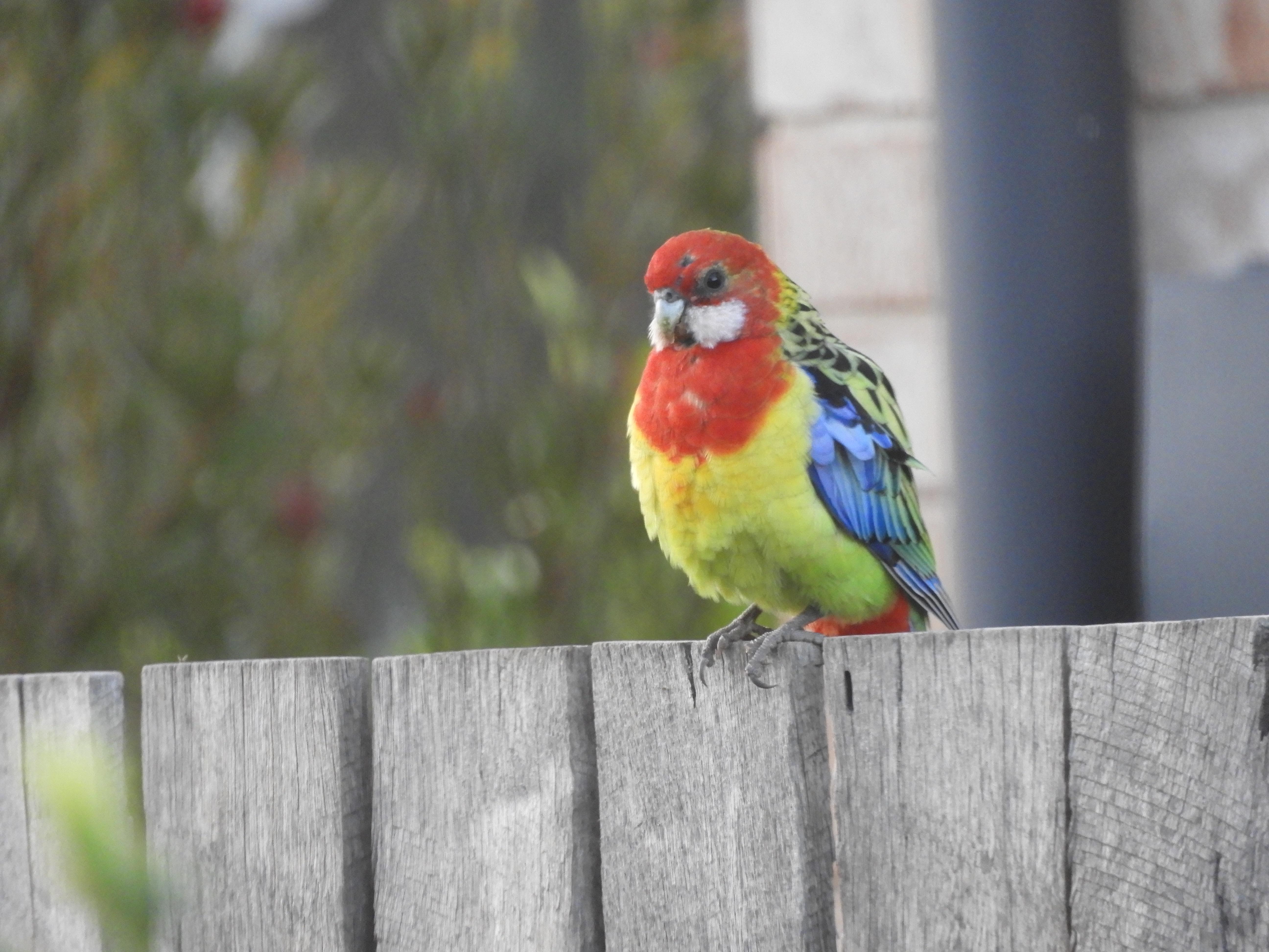 Eastern rosella borb (my friend took this pic) | Scrolller