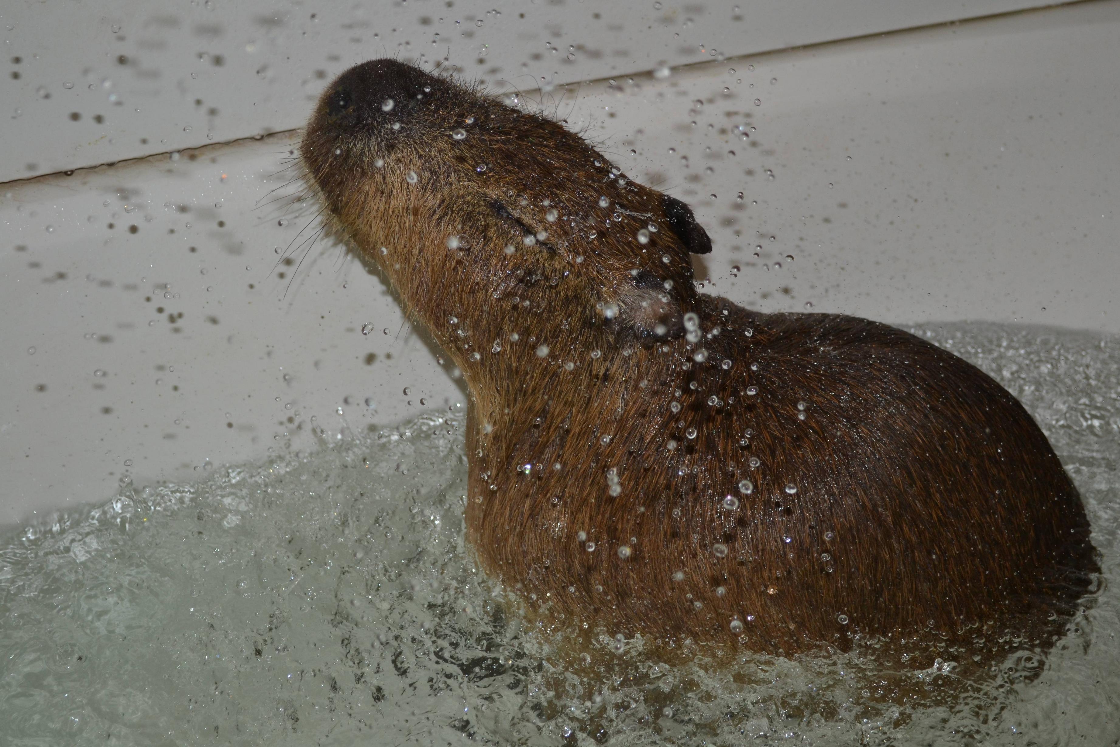 Easy Breezy Beautiful Capybara | Scrolller