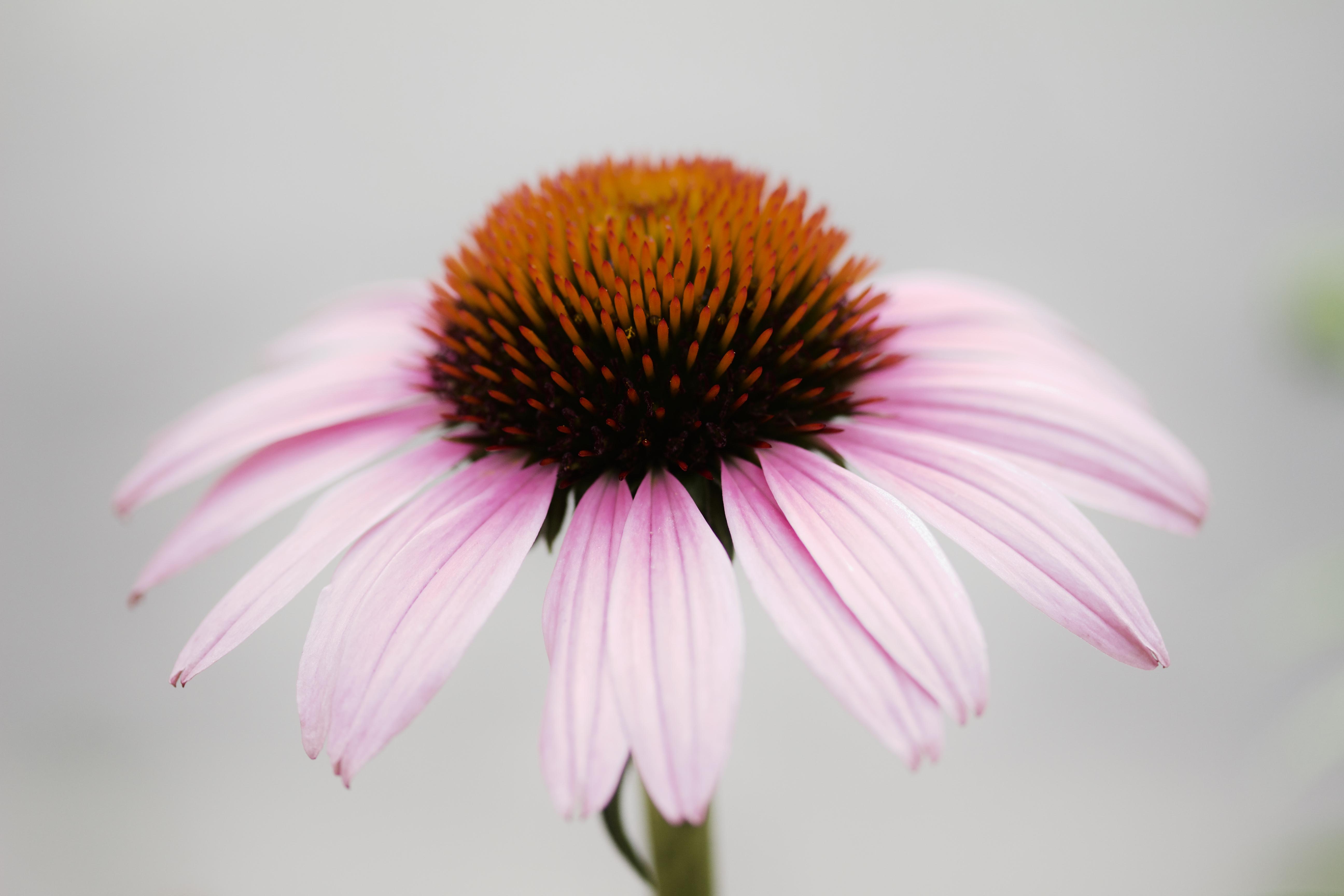 Echinacea (coneflower) | Scrolller