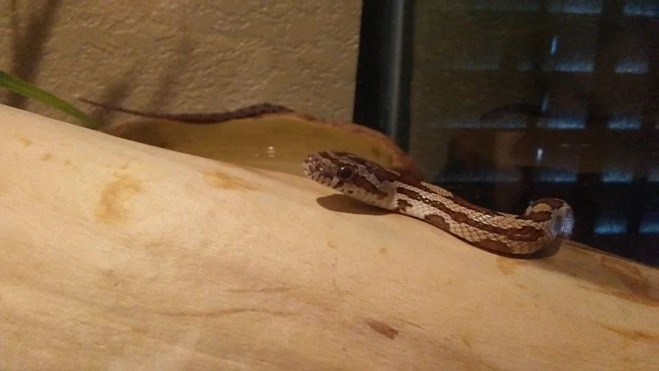 Echo the corn snake | Scrolller