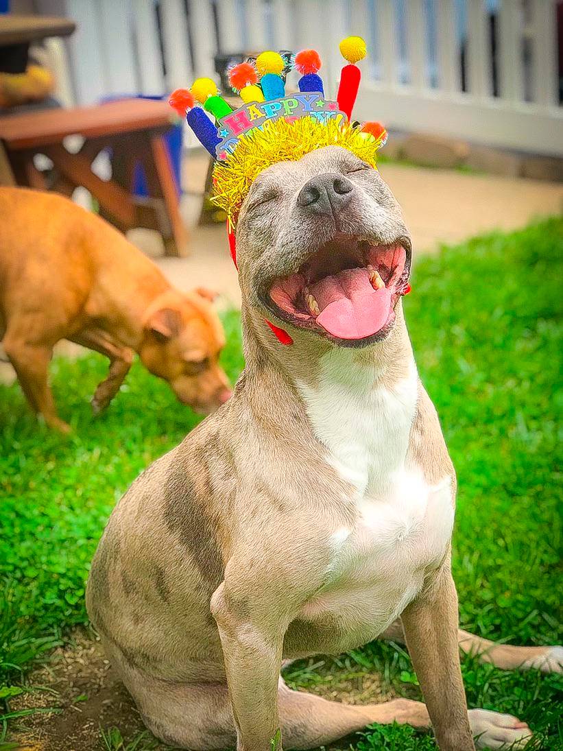 Echo turns 7 today!!!!! ️🥳🎉 | Scrolller