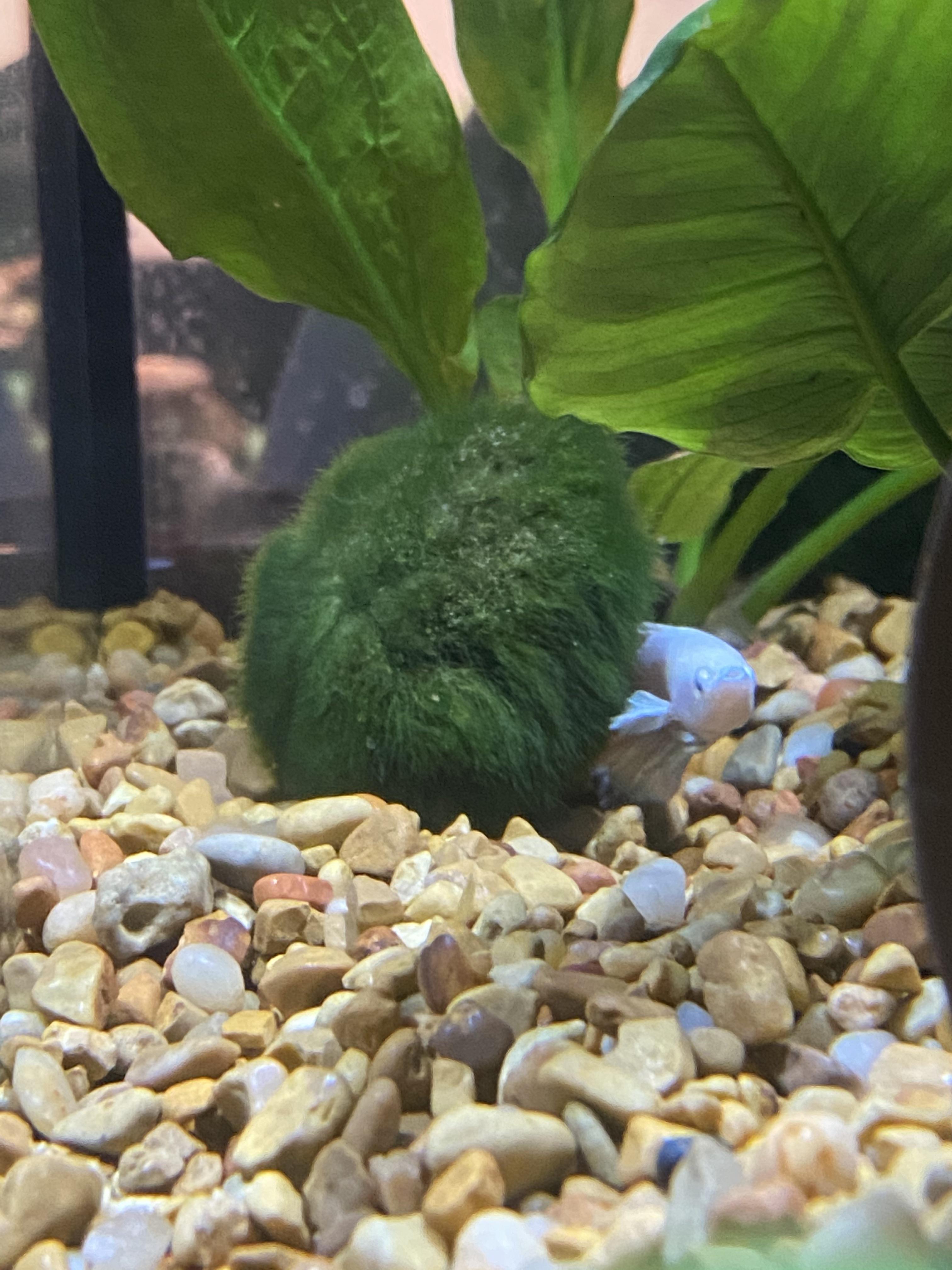 eddie cuddling his moss ball :) | Scrolller