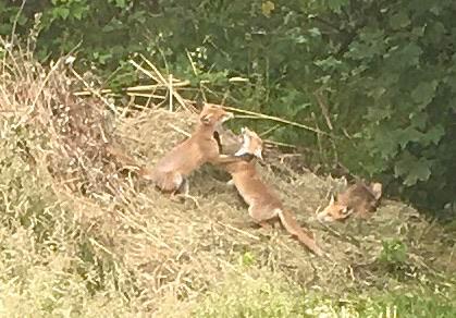 Edinburgh Fox Force Five | Scrolller