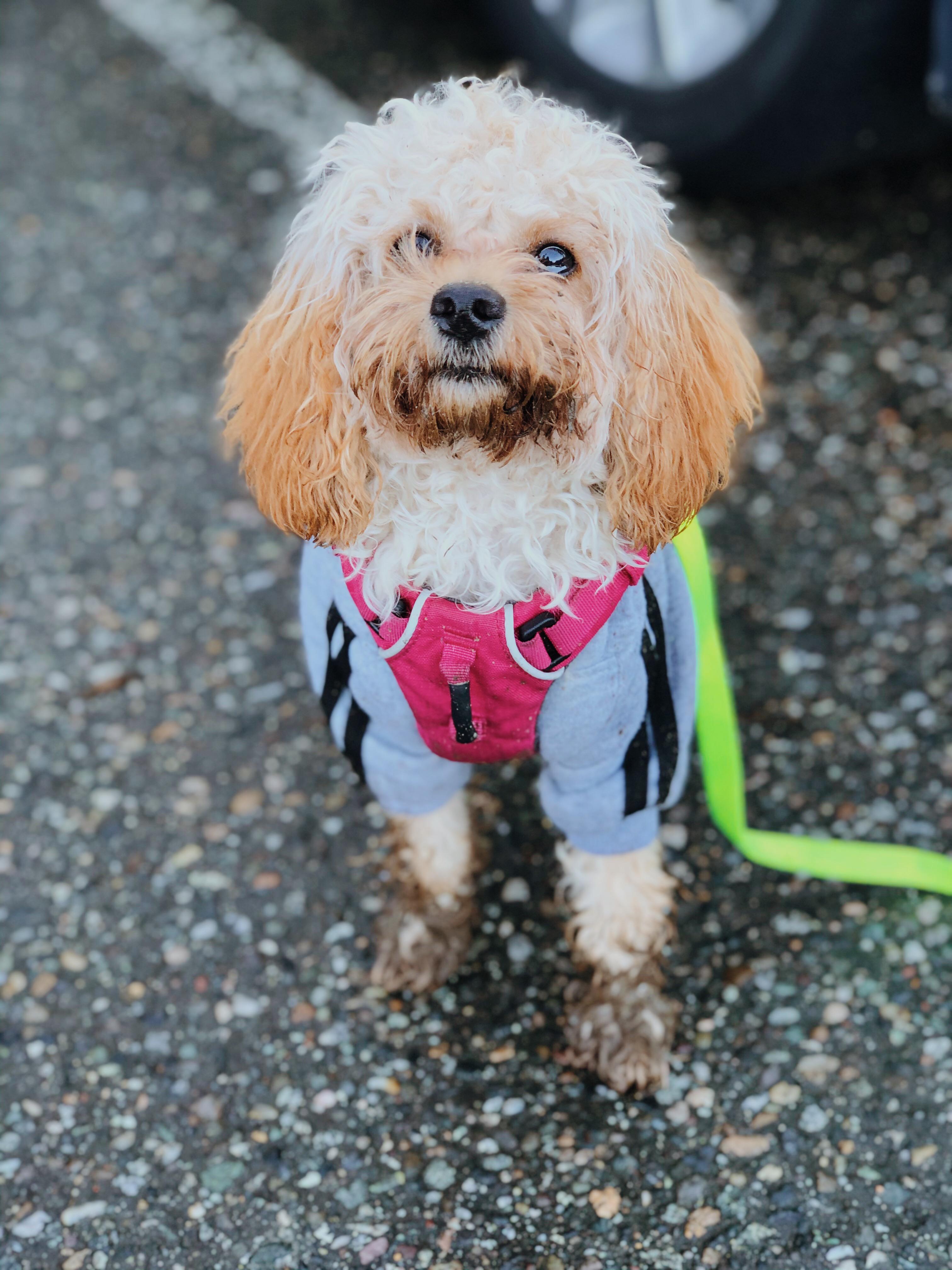 Eevee got real dirty at the beach and she just got a bath yesterday 🤦‍♀️ | Scrolller