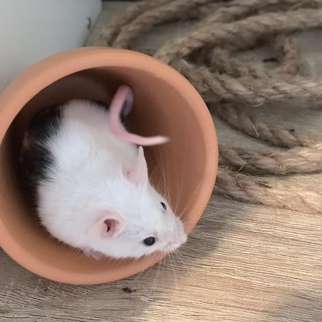 Egg in a tiny terracotta pot! | Scrolller