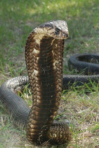 Egyptian Cobra | Scrolller