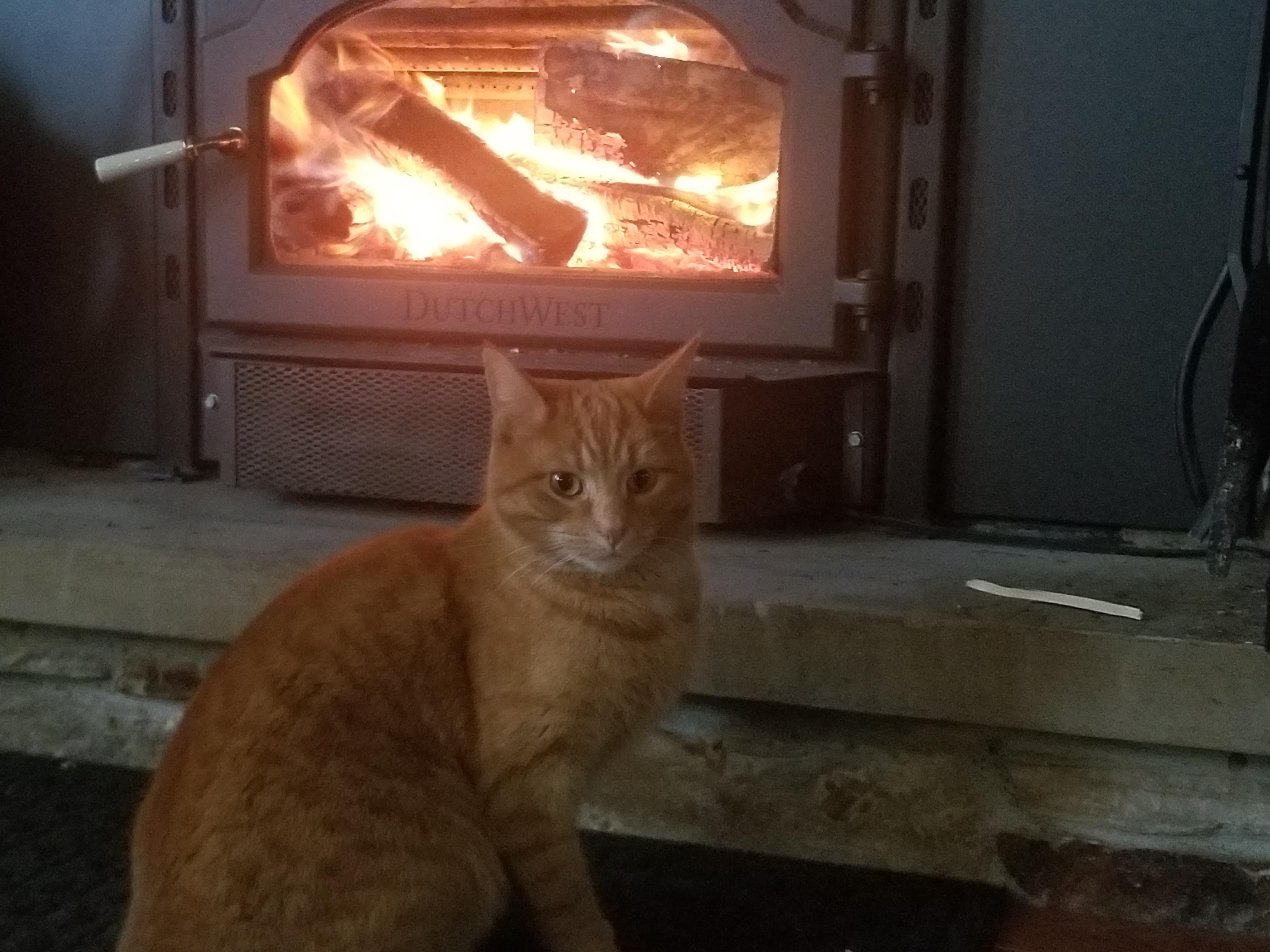 El gato diablo looking to end the pigeon army! | Scrolller