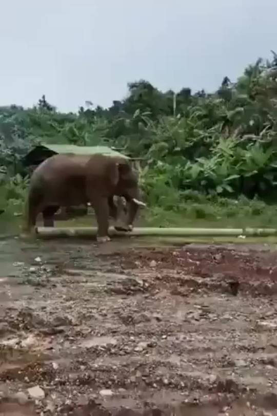 Elephant Uses a Stick to Clean Between his Toes | Scrolller