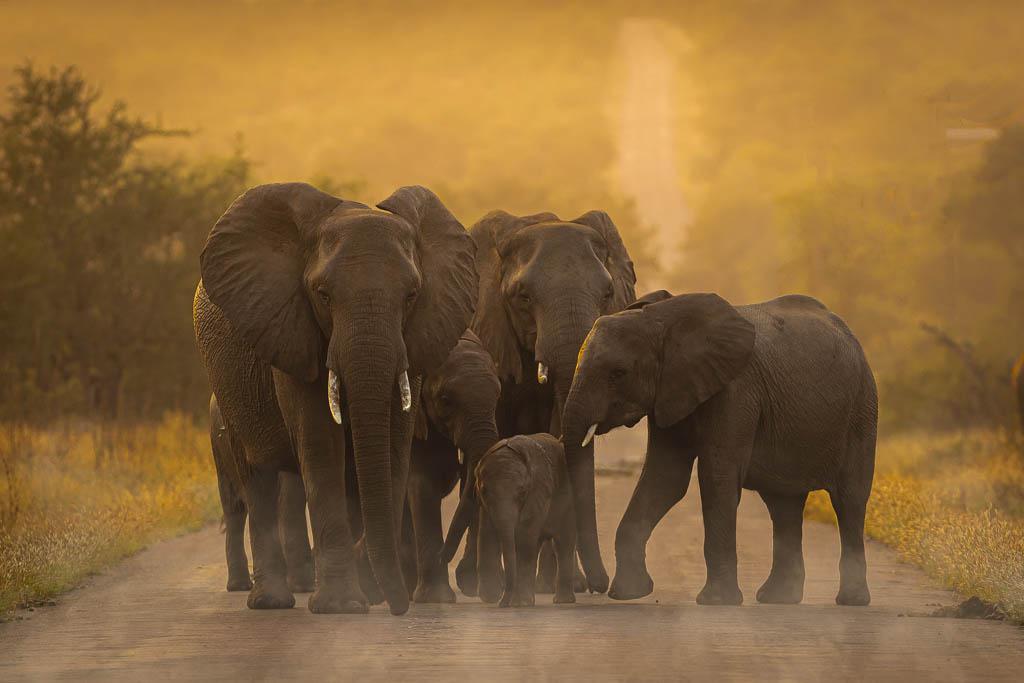 Elephants In The Mist | Scrolller