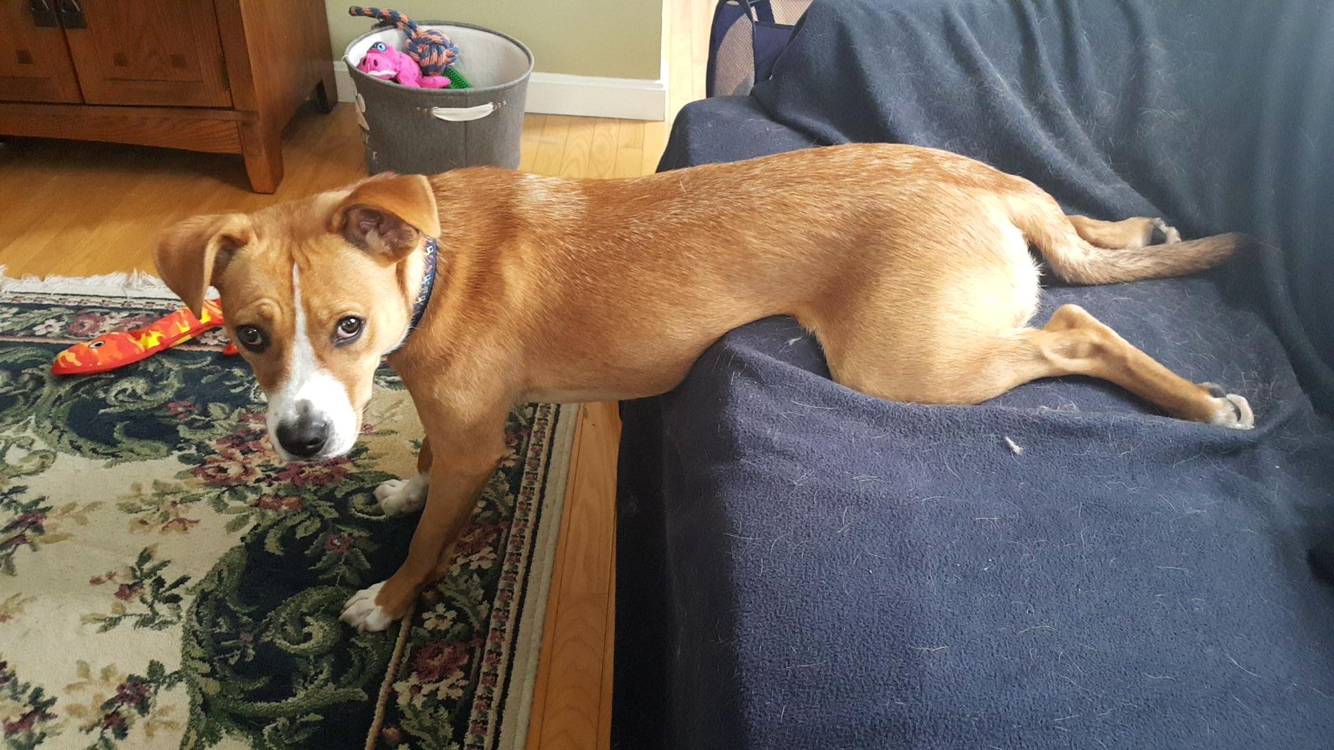 Elevated sploot | Scrolller