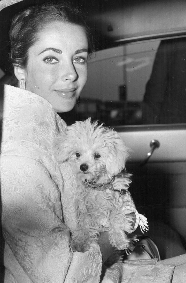 Elizabeth Taylor | Scrolller