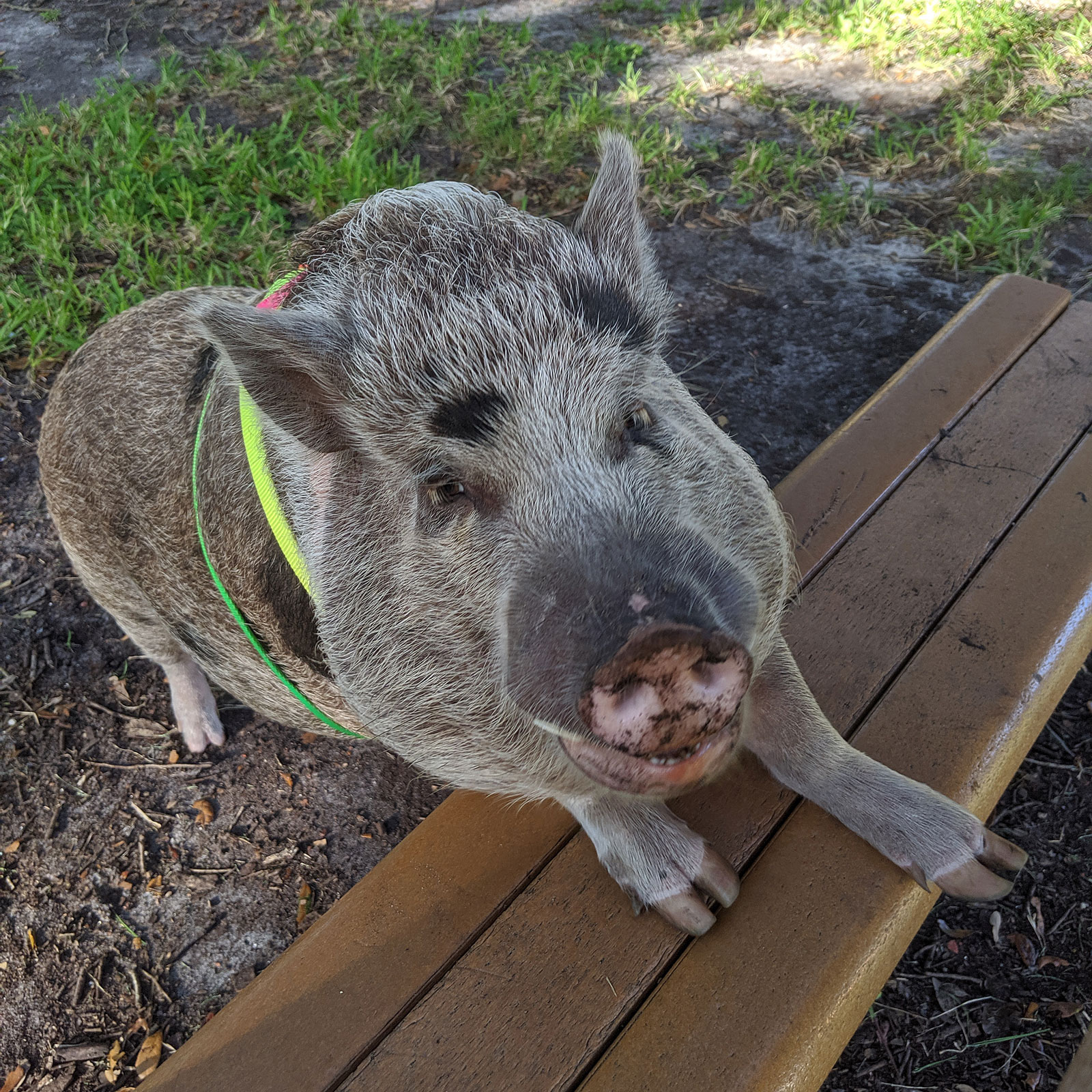 Emmett At The Park | Scrolller